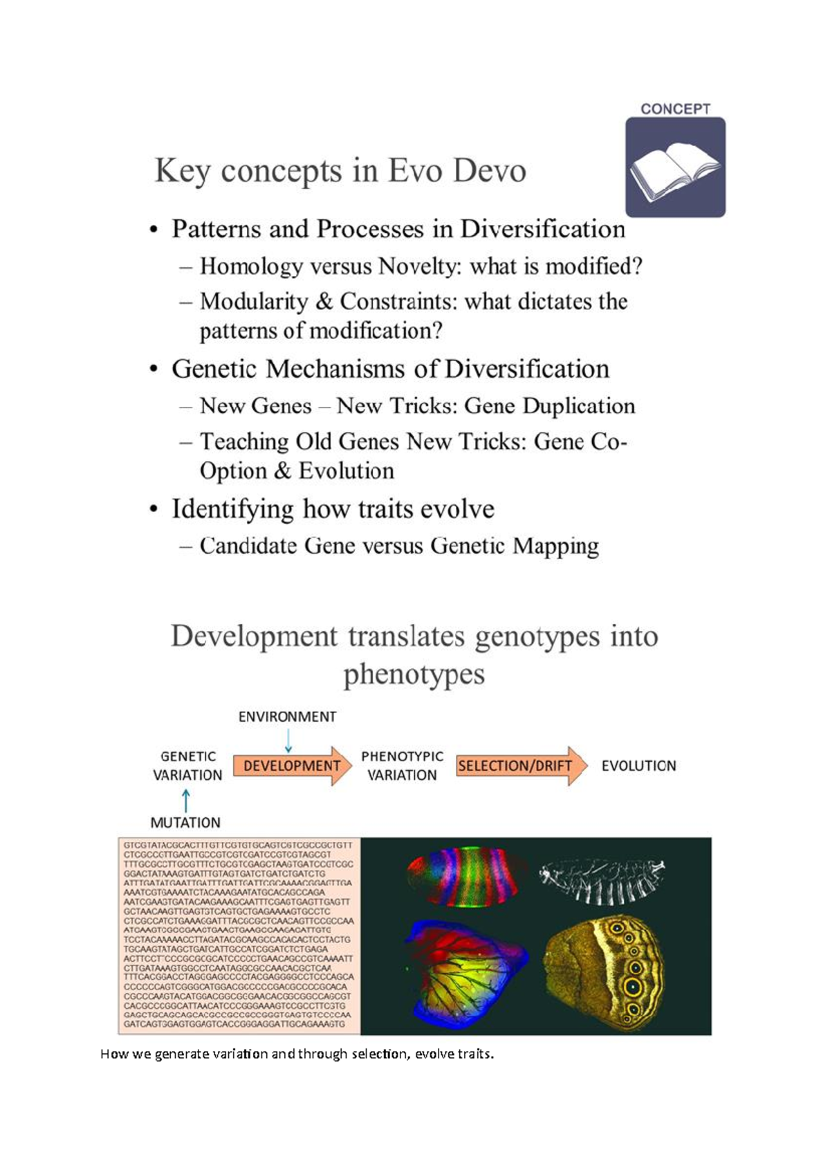 'Evo-devo in animals - How are developmental processes modified to ...
