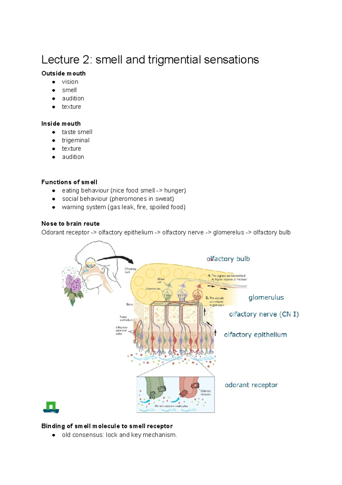 Lecture notes principles of sensory sciences - Lecture 2: smell and ...