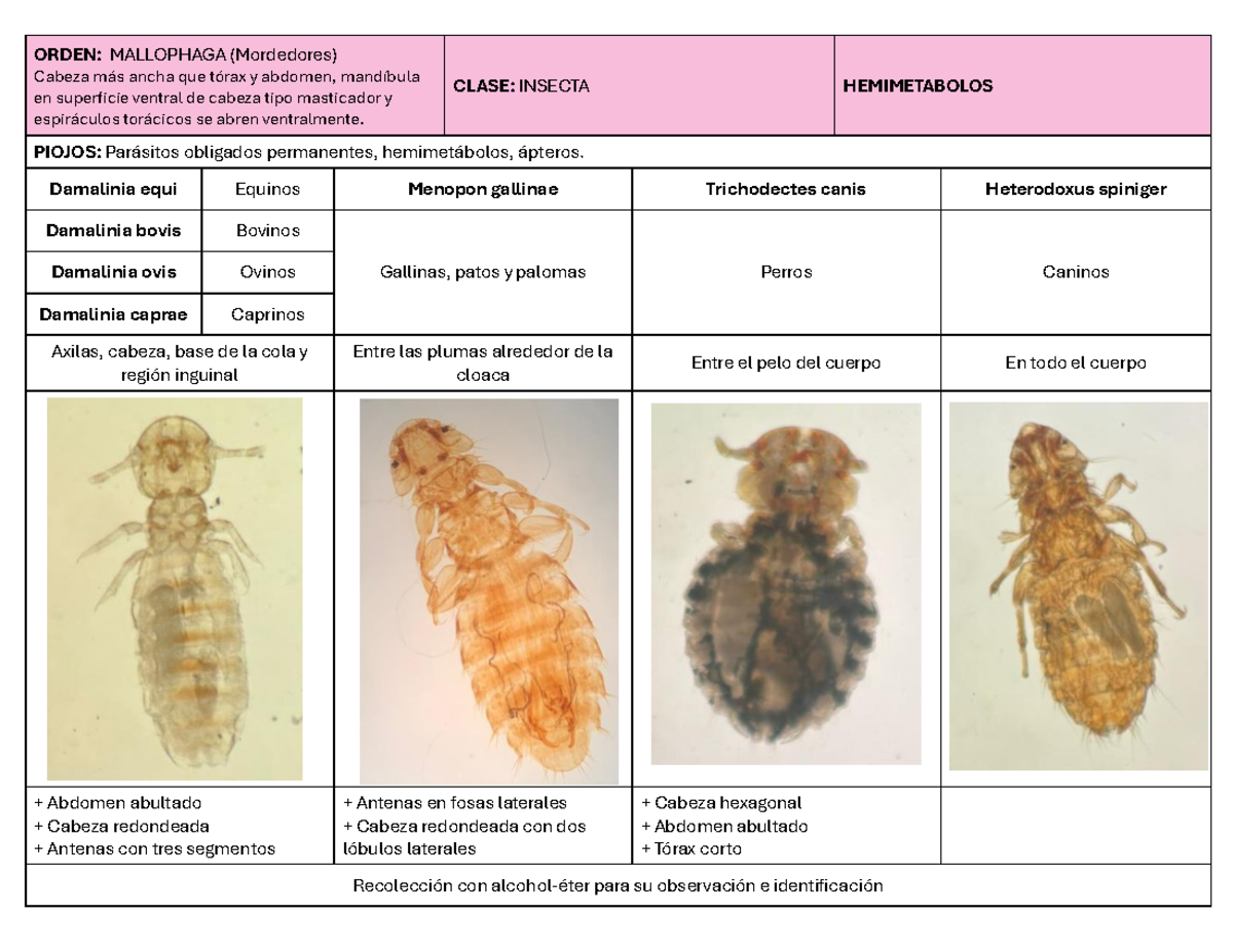 Artropodos ParasitologíA - ORDEN: MALLOPHAGA (Mordedores) Cabeza más ...