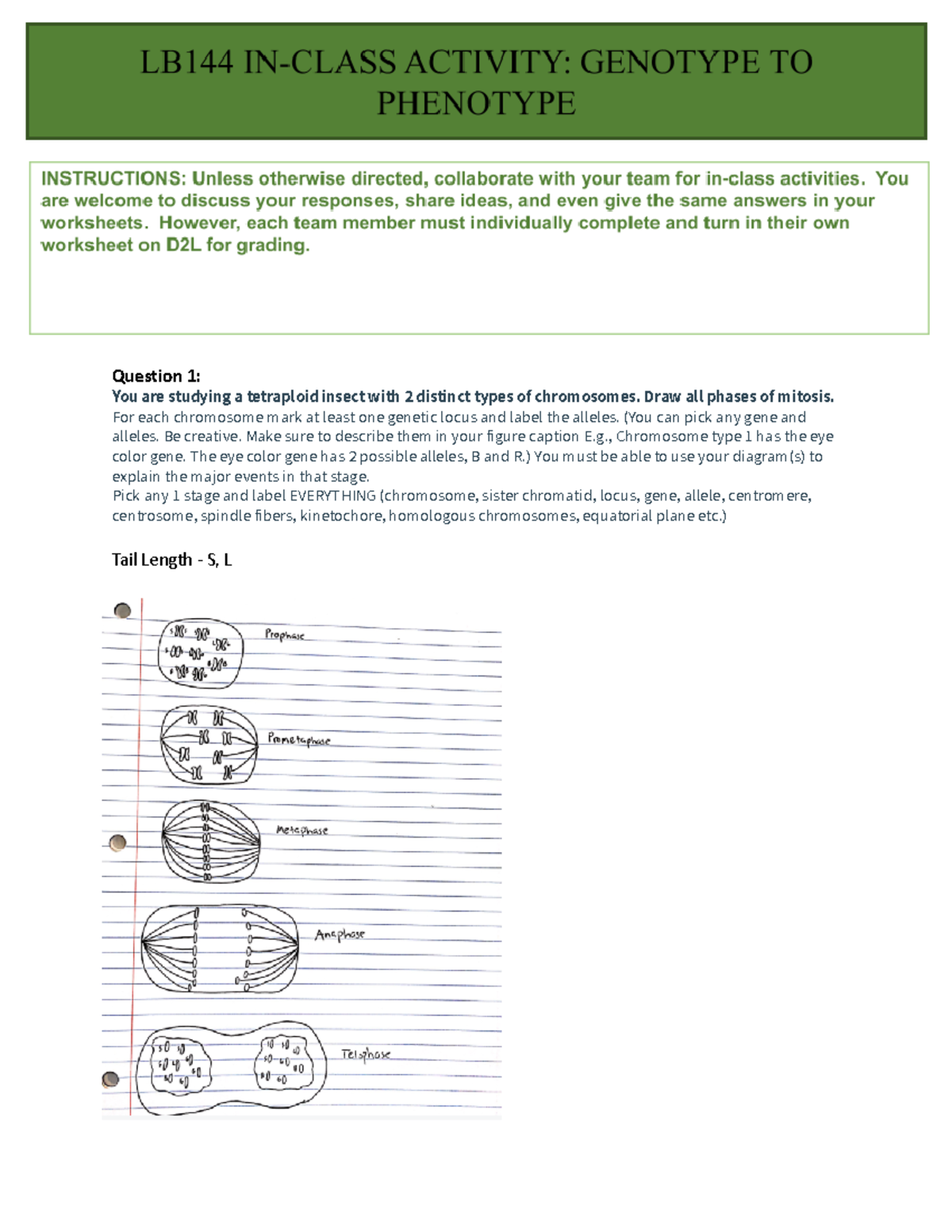 04 Mitosis - In class and post class assignments designed to test and ...