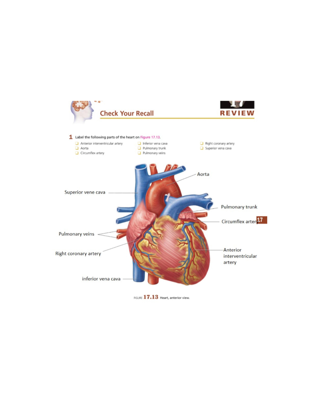 the heart study notes - » 10 5 Check Your Recall REVIEW 1 Label the ...