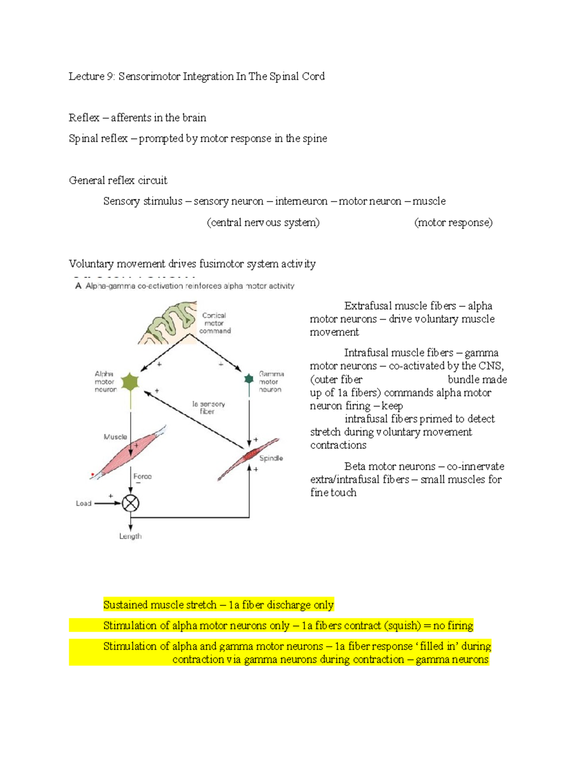 Exam 2 Study Guide notes - Lecture 9: Sensorimotor Integration In The ...