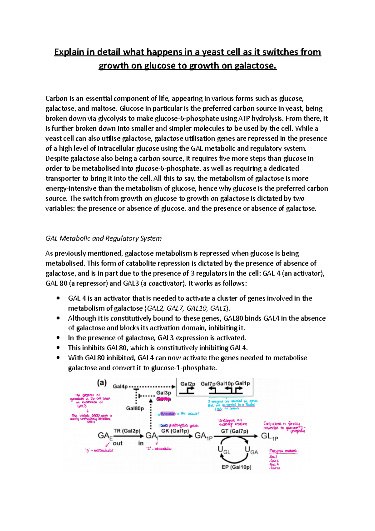 Switching From Growth On Glucose To Growth On Galactose In Yeast Cell 