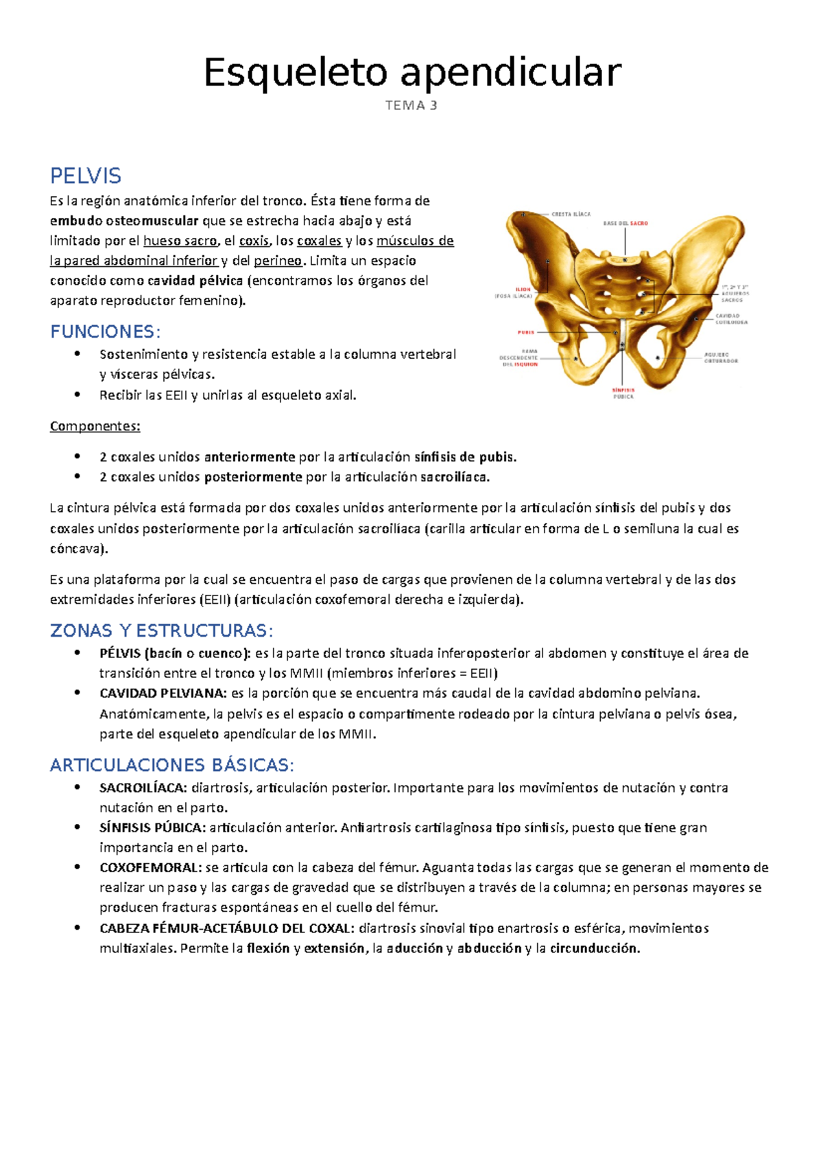 Esqueleto apendicular - Esqueleto apendicular TEMA 3 PELVIS Es la región anatómica inferior del ...