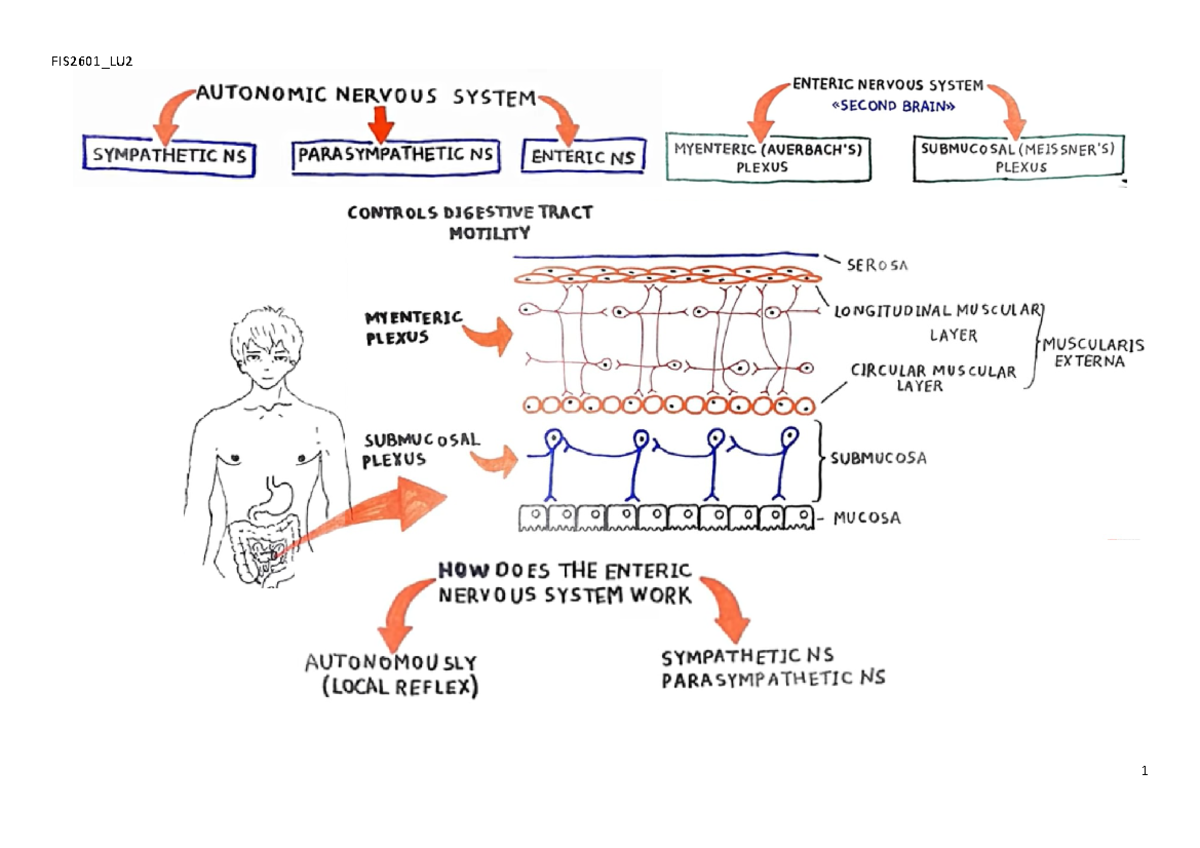 Learning unit 2: Control of digestive tract processes ...