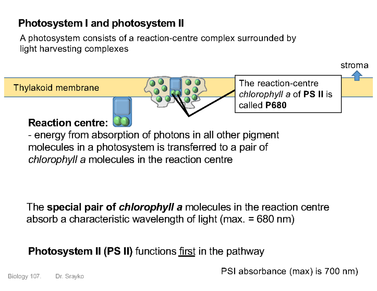 107Lect 16Slides - Martin Srayko - Photosystem I and photosystem II A ...