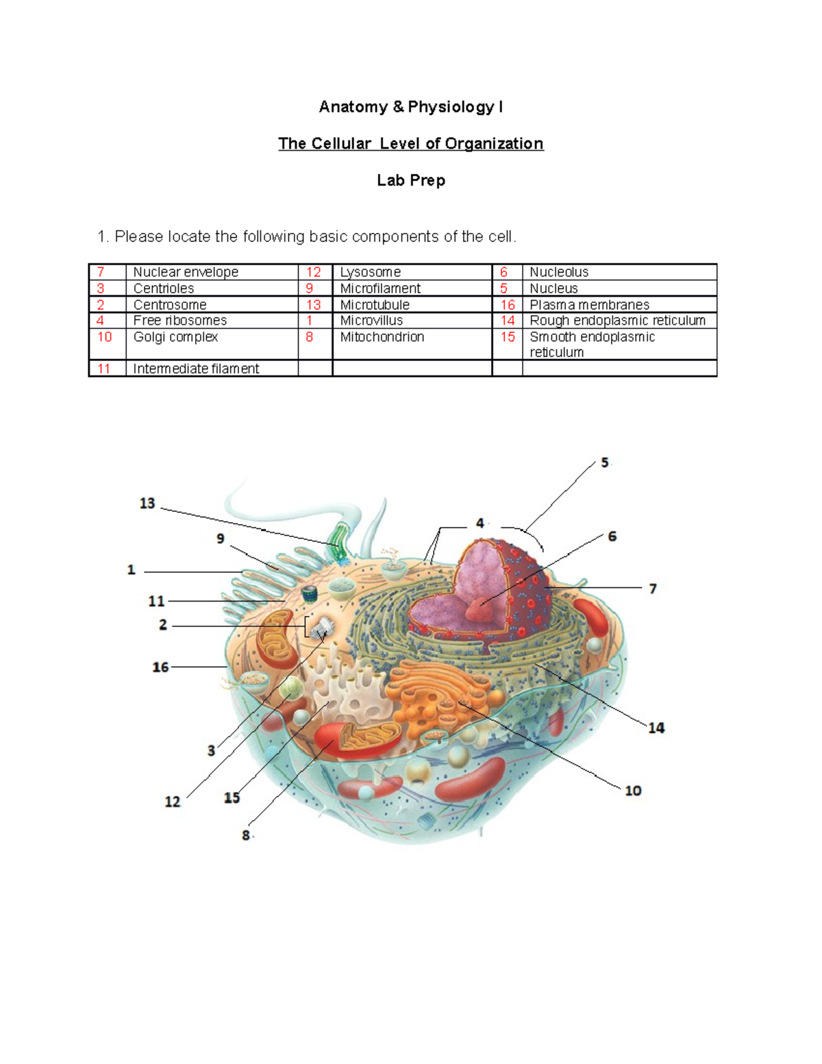 Week 3 Prep - Cells - teacher: Professor Patterson - Anatomy ...