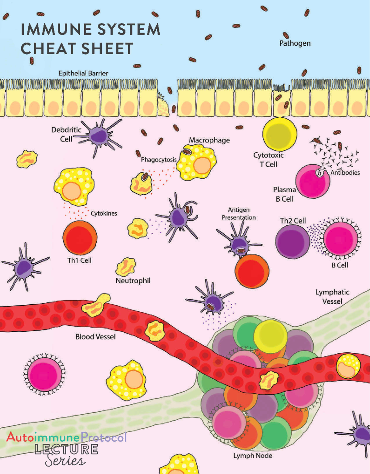 Immune System Cheat Sheet - IMMUNE SYSTEM CHEAT SHEET Pathogen ...