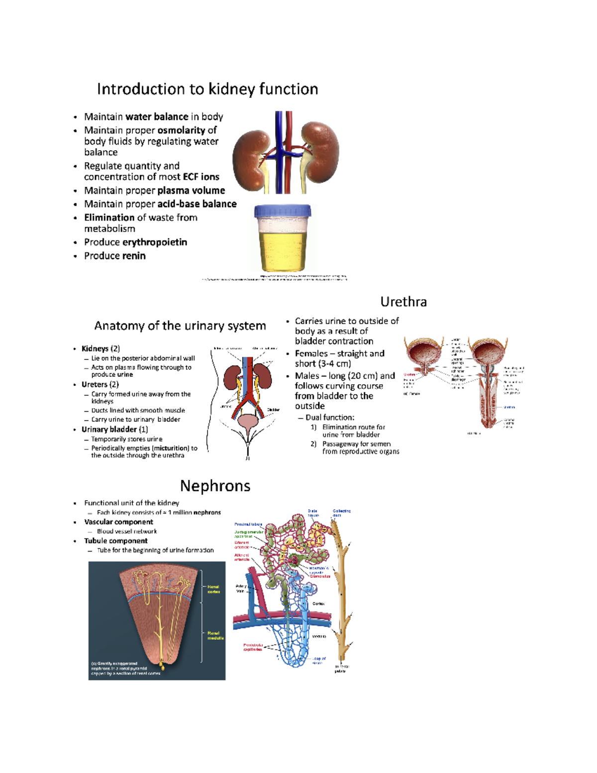 Chapter 14 The Urinary System - BIO 270 - Studocu