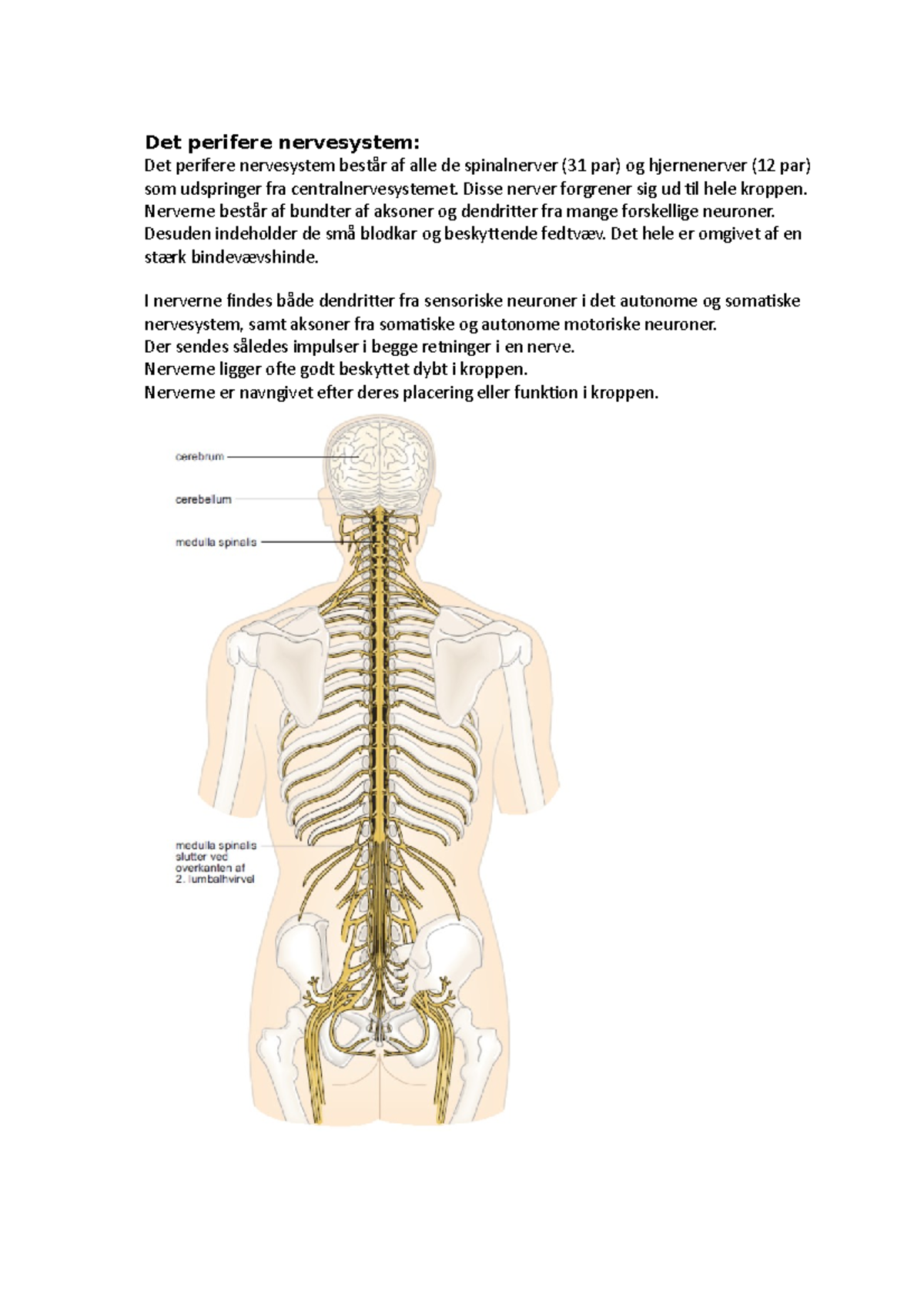 Det perifere nervesystem.docx - 3 - Det perifere nervesystem: Det ...
