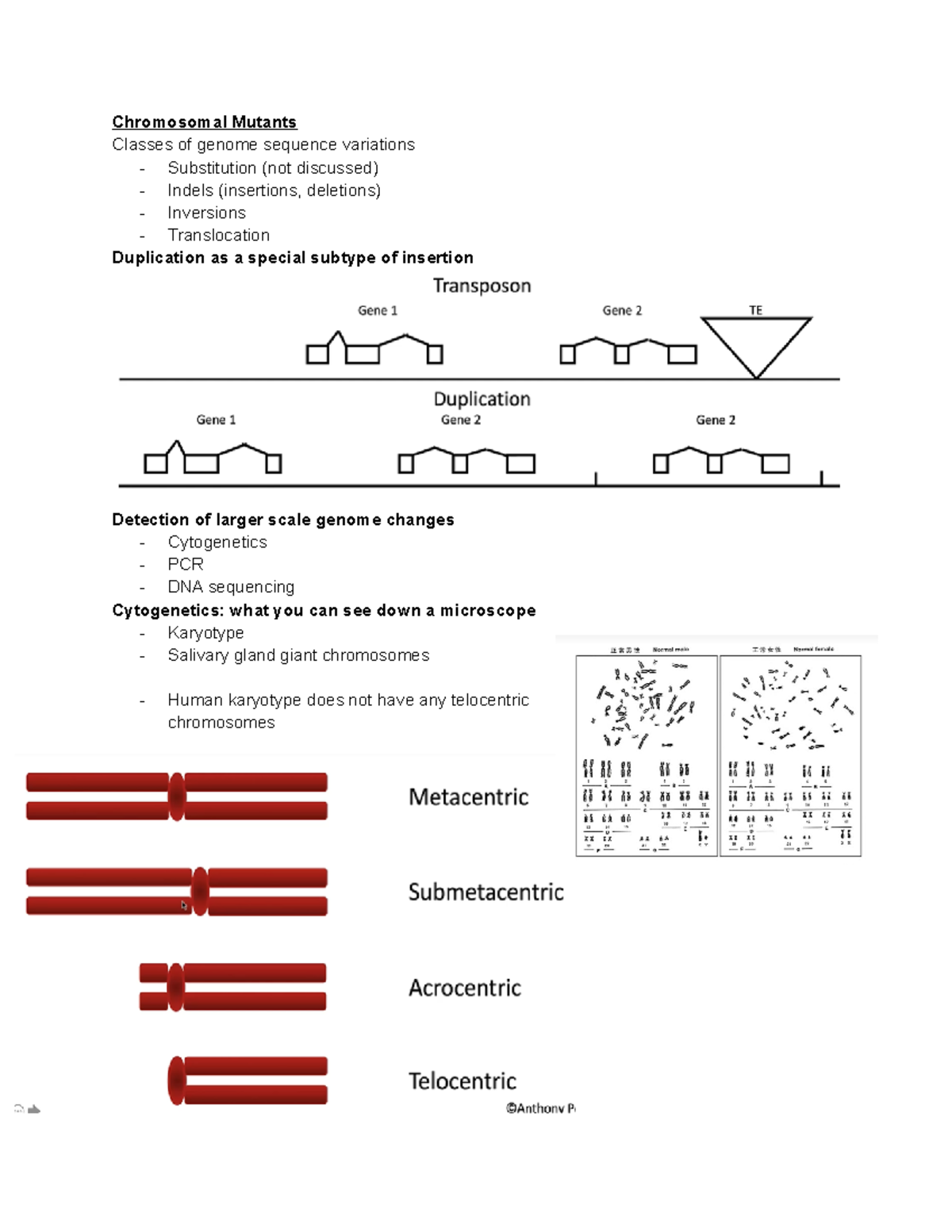 Week 11 Lectures - Genetics notes - Chromosomal Mutants Classes of ...