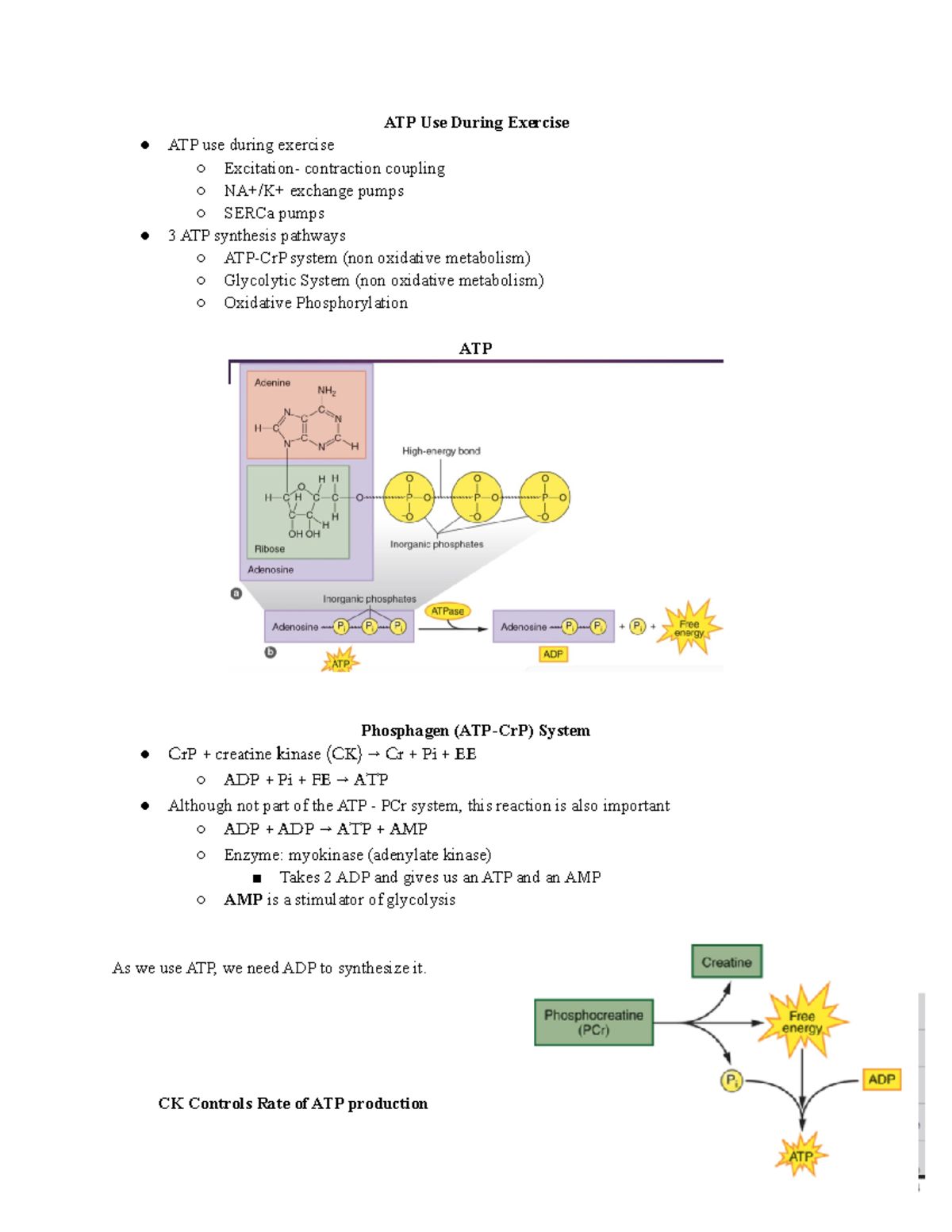 Lecture 7B Energy Systems - ATP Use During Exercise ATP use during ...