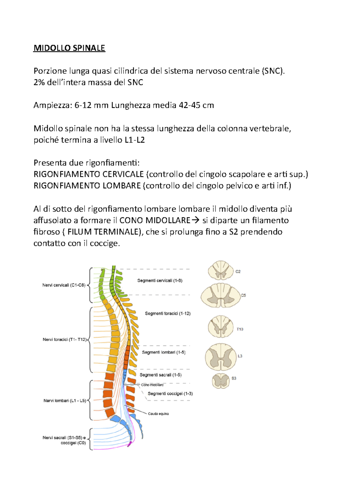 Midollo Spinale e nervi spinali - MIDOLLO SPINALE Porzione lunga quasi ...