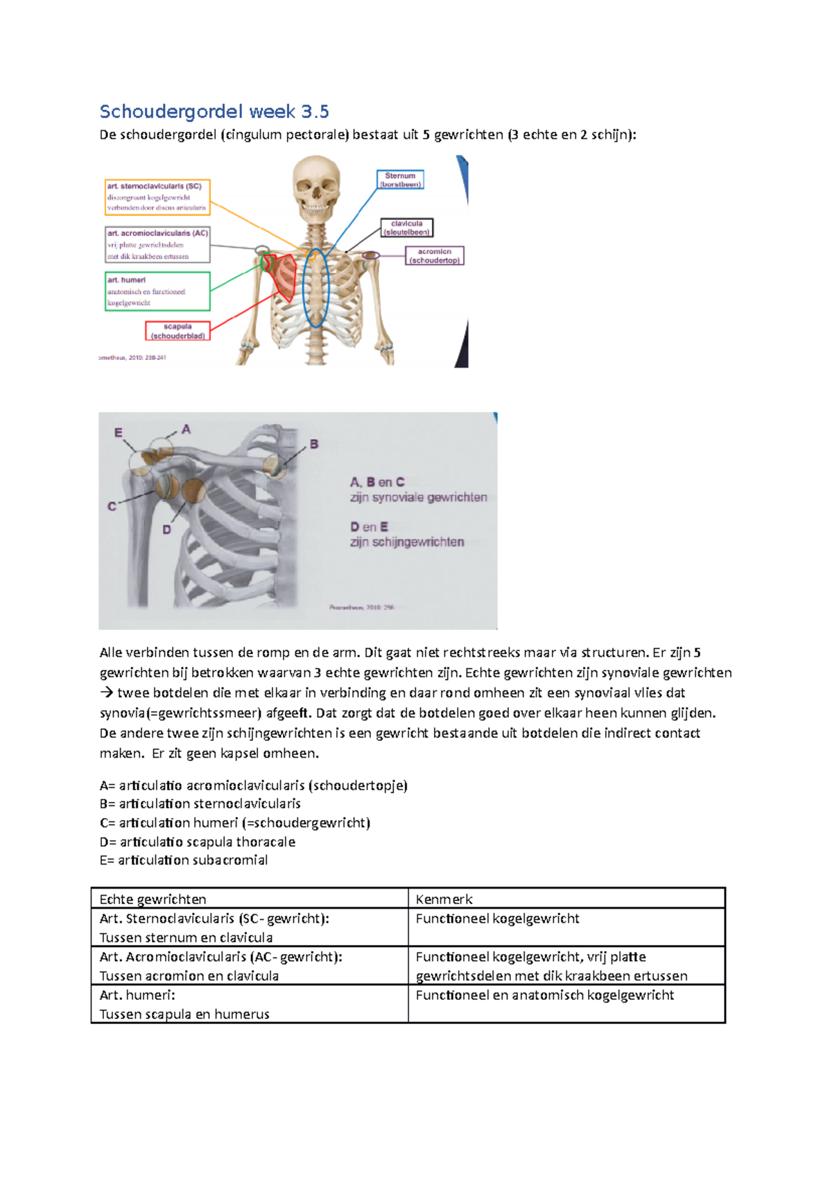 Bewegingsleer HC 4 - Schoudergordel week 3. De schoudergordel (cingulum ...