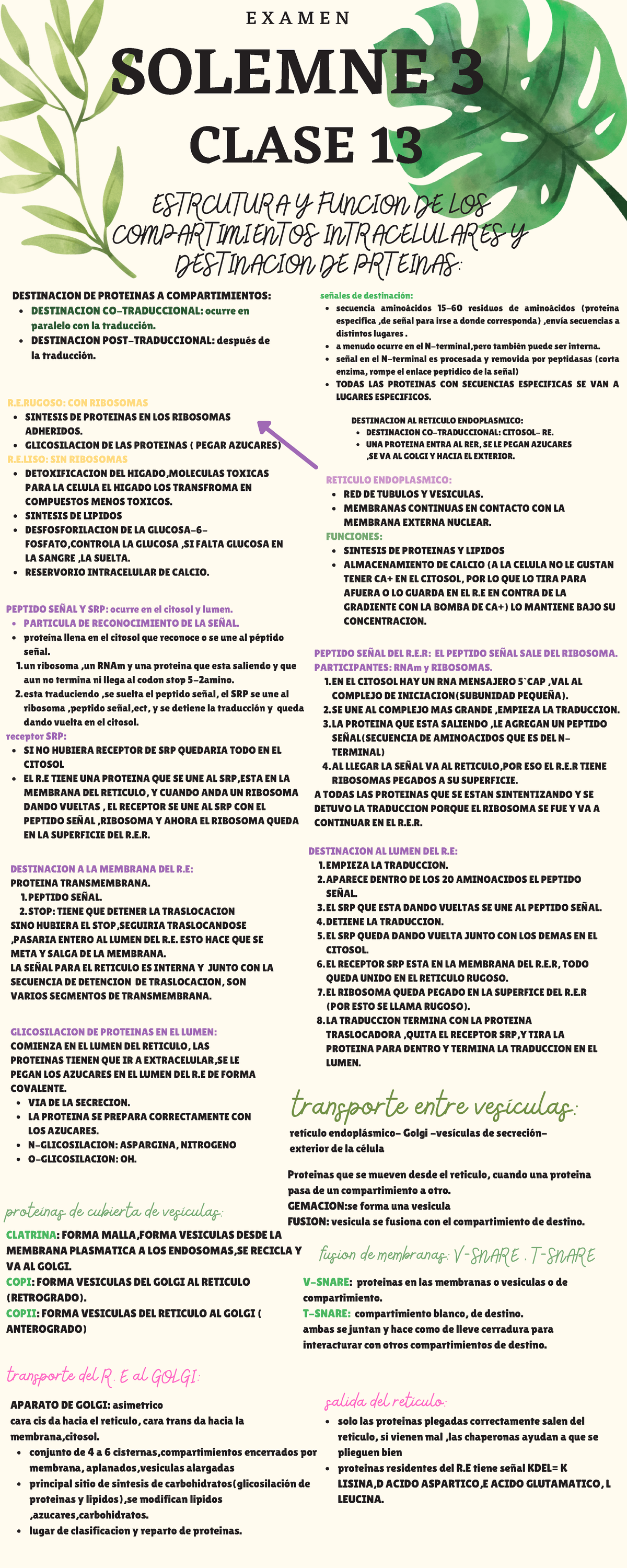 clase 13 biocel - SINTESIS DE PROTEINAS EN LOS RIBOSOMAS ADHERIDOS ...