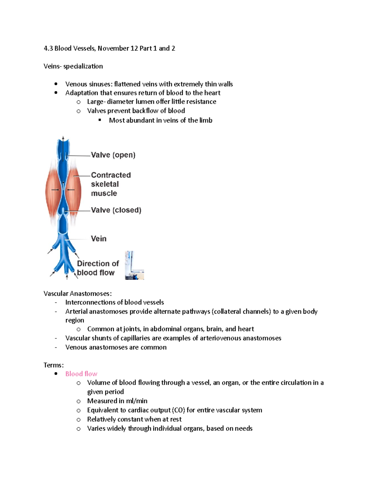 November 12 - Lecture notes on cardiovascular system - 4 Blood Vessels ...
