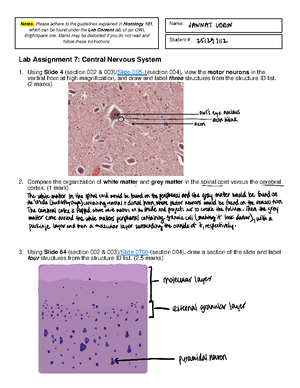 LAB 6 - Lab - Name: Student #: Lab Assignment 6 : Bone & Bone Formation ...