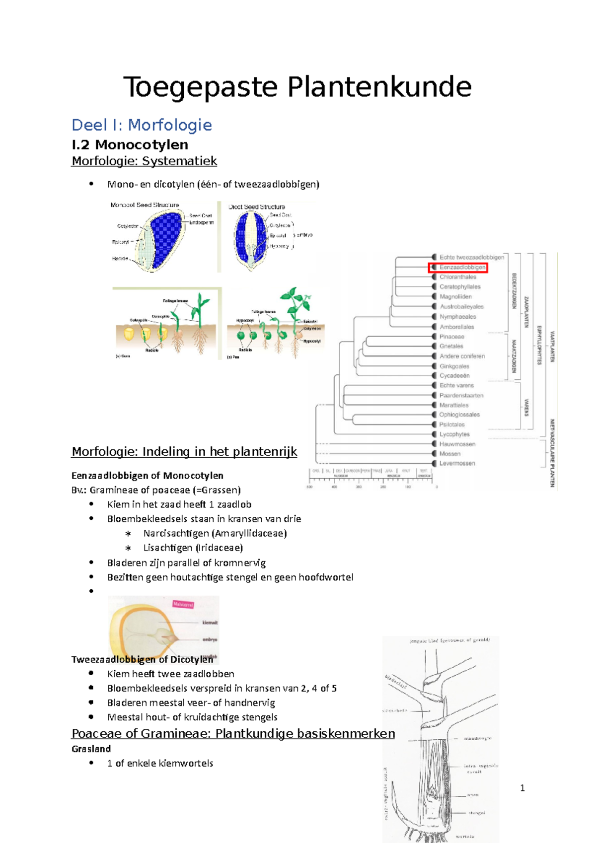 Toegepaste plantkunde monocotylen - Toegepaste Plantenkunde Deel I ...