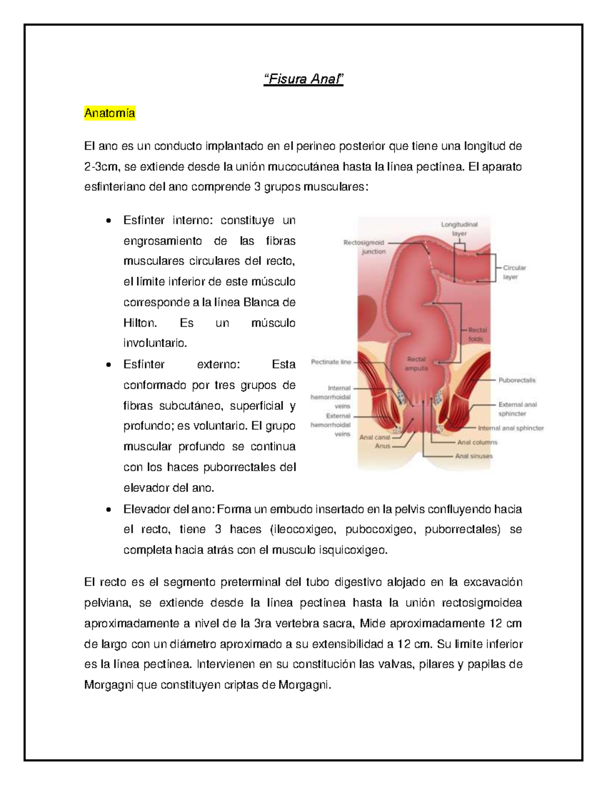 Fisura Anal - “Fisura Anal” Anatomía El ano es un conducto implantado ...