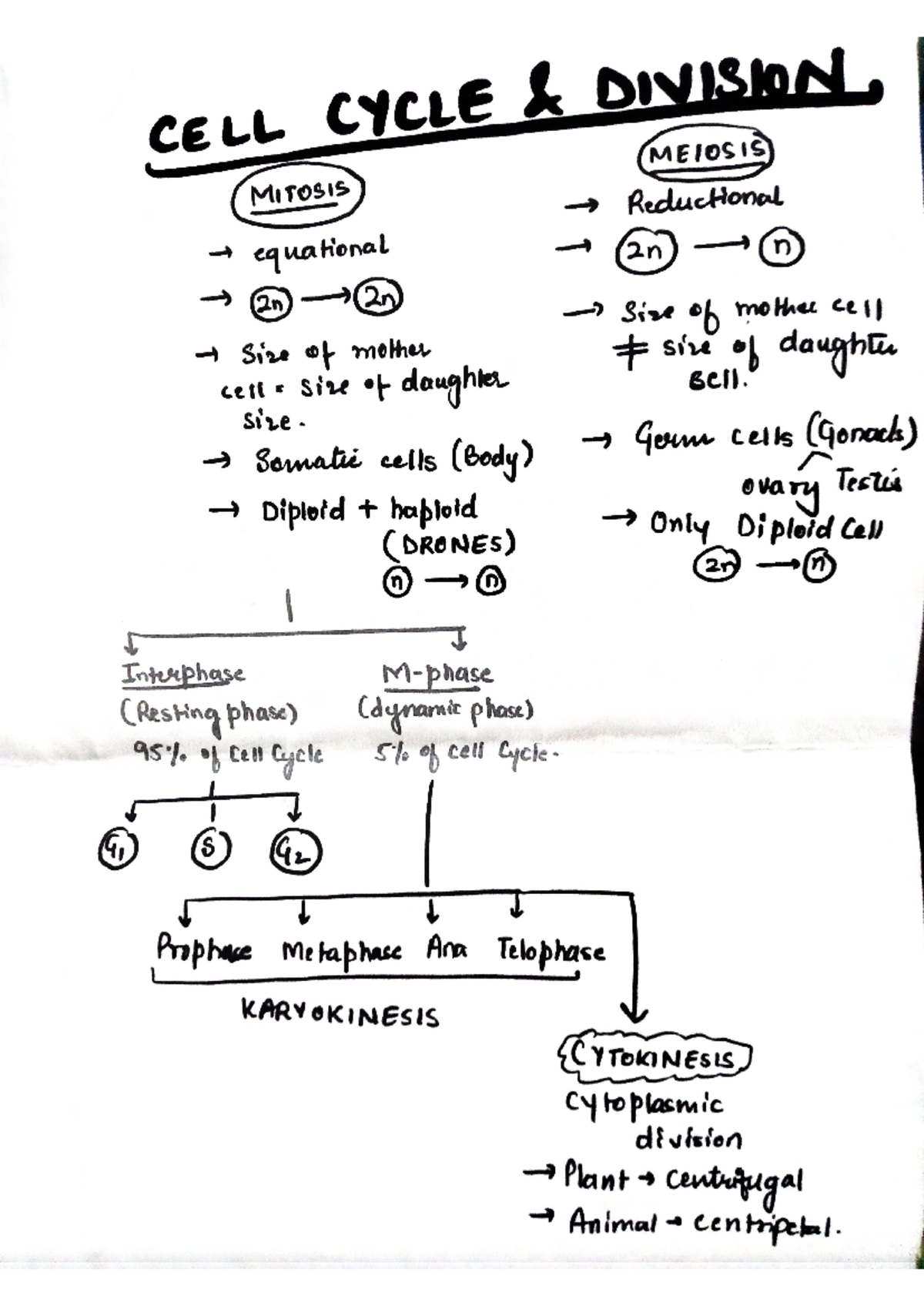 Cell cycle and division - Cell Biology - Studocu