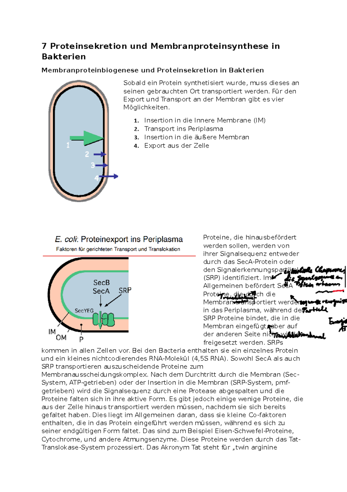 Nacharbeitung Mikro Bio VL 7 - 7 Proteinsekretion und ...