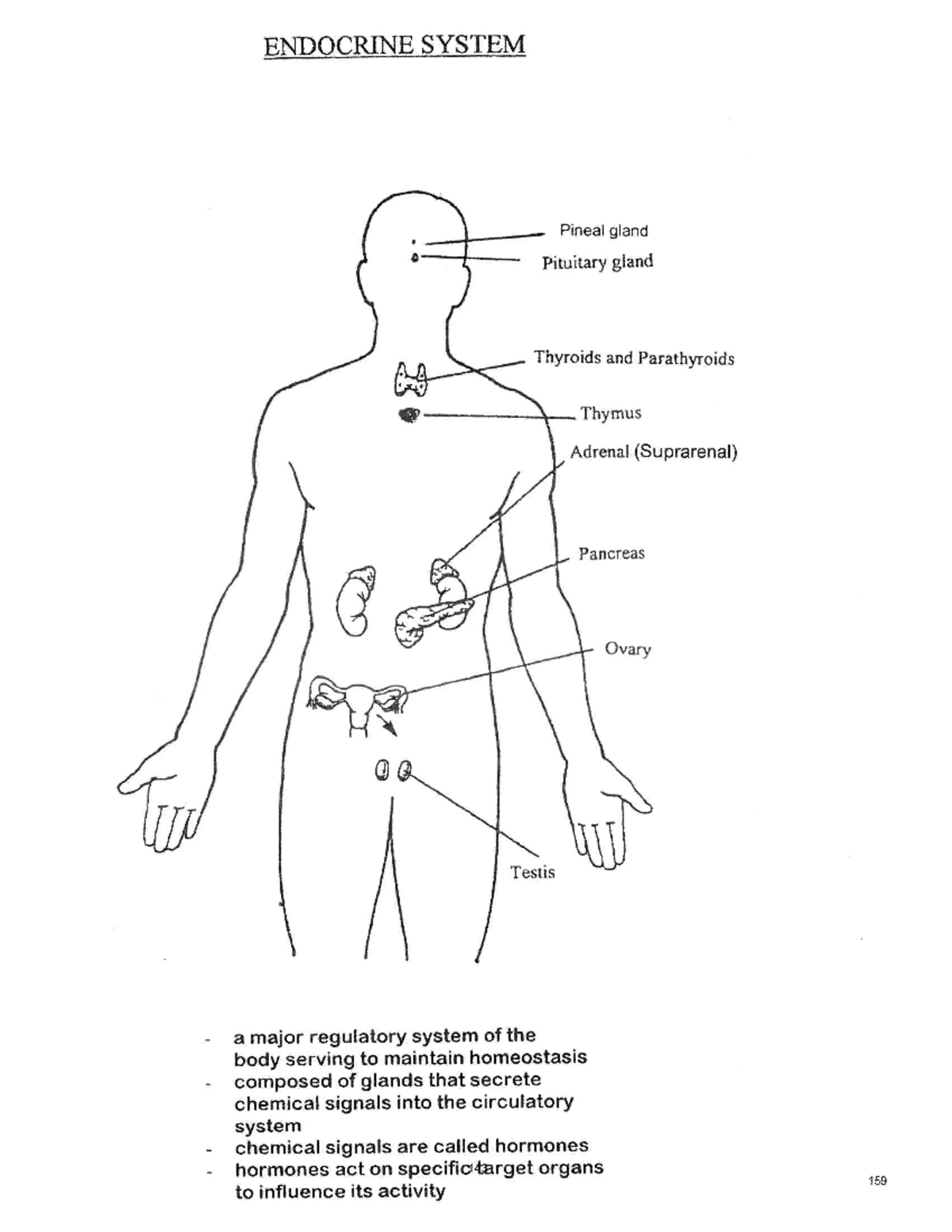 Endocrine & Reproductive Systems color - Nur101 - Studocu