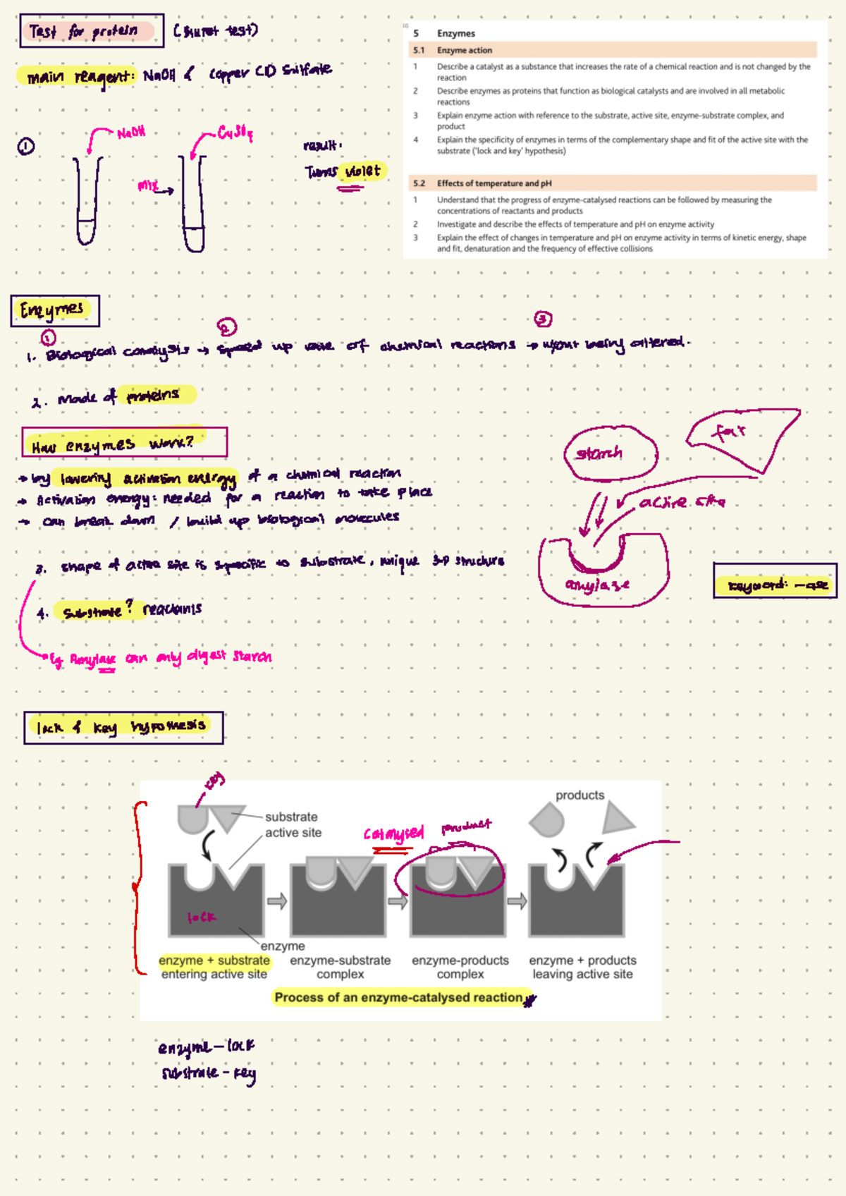 Biology O Level Summary Notes - Test for protein C. Biunet test ) main ...