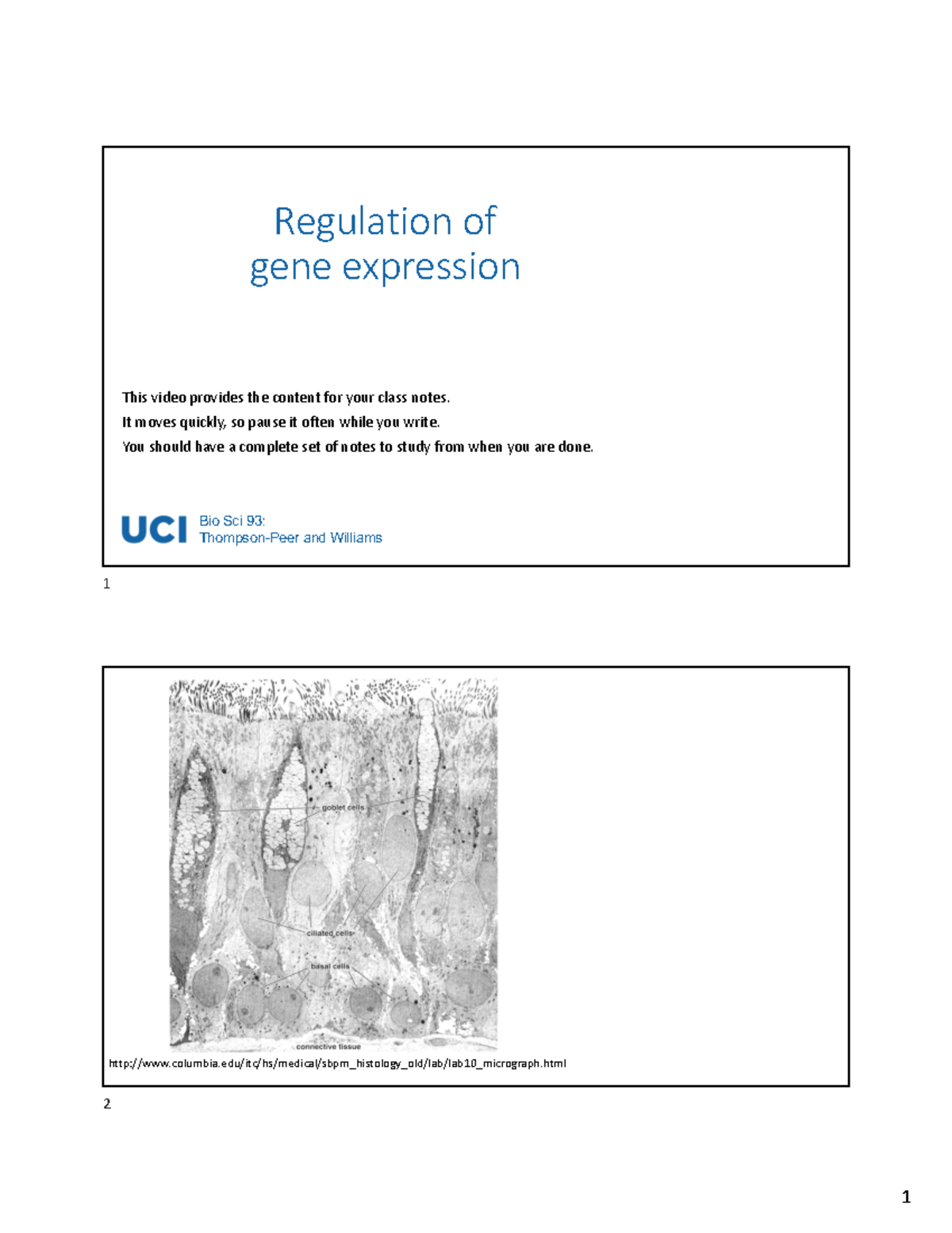 18 Gene Regulation basics notes - Regulation of gene expression This ...