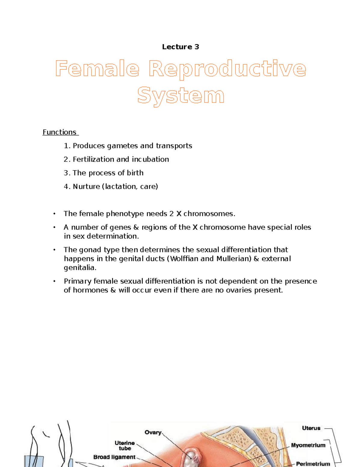 Female Reproductive System - Human Reproduction Lecture 2 - Lecture 3 ...