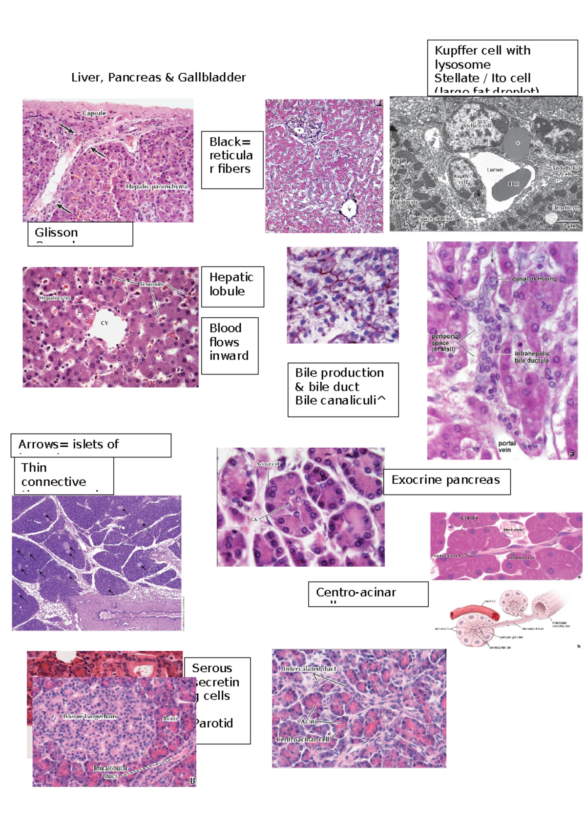 Liver notes - summarised visuals - CA31002 - Liver, Pancreas ...