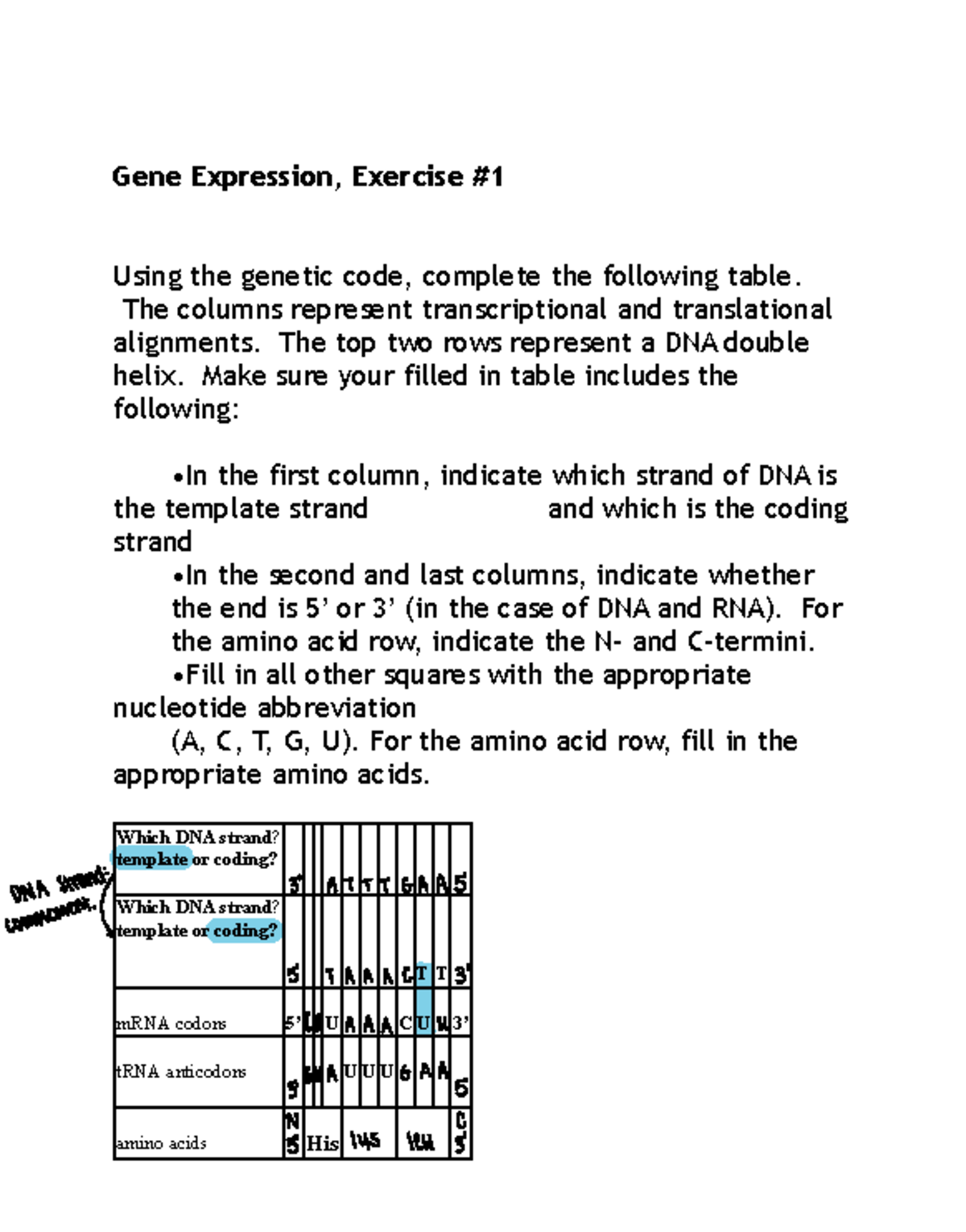 Genetic Code Worksheet - Gene Expression, Exercise Using the genetic ...