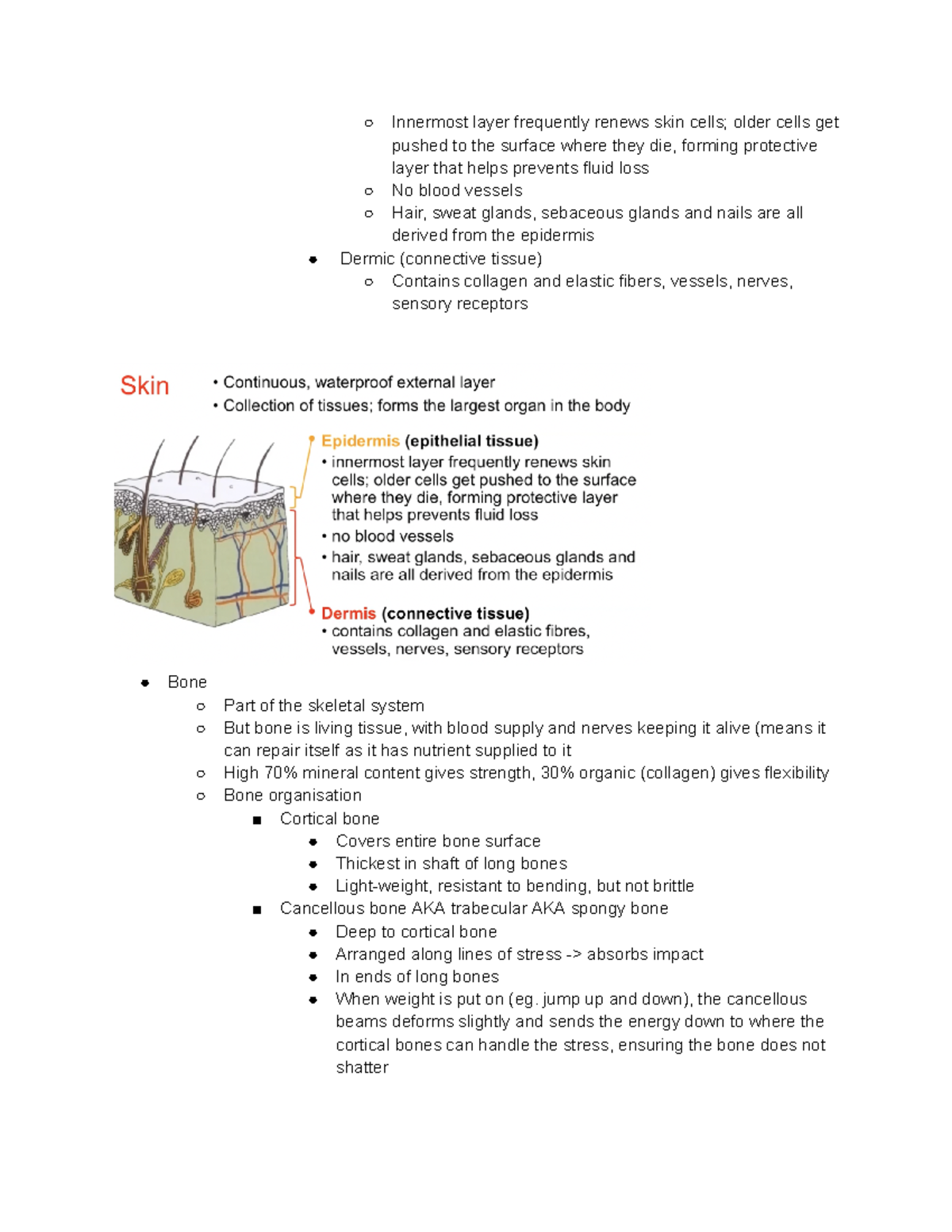 Anat and histology notes - Innermost layer frequently renews skin cells ...