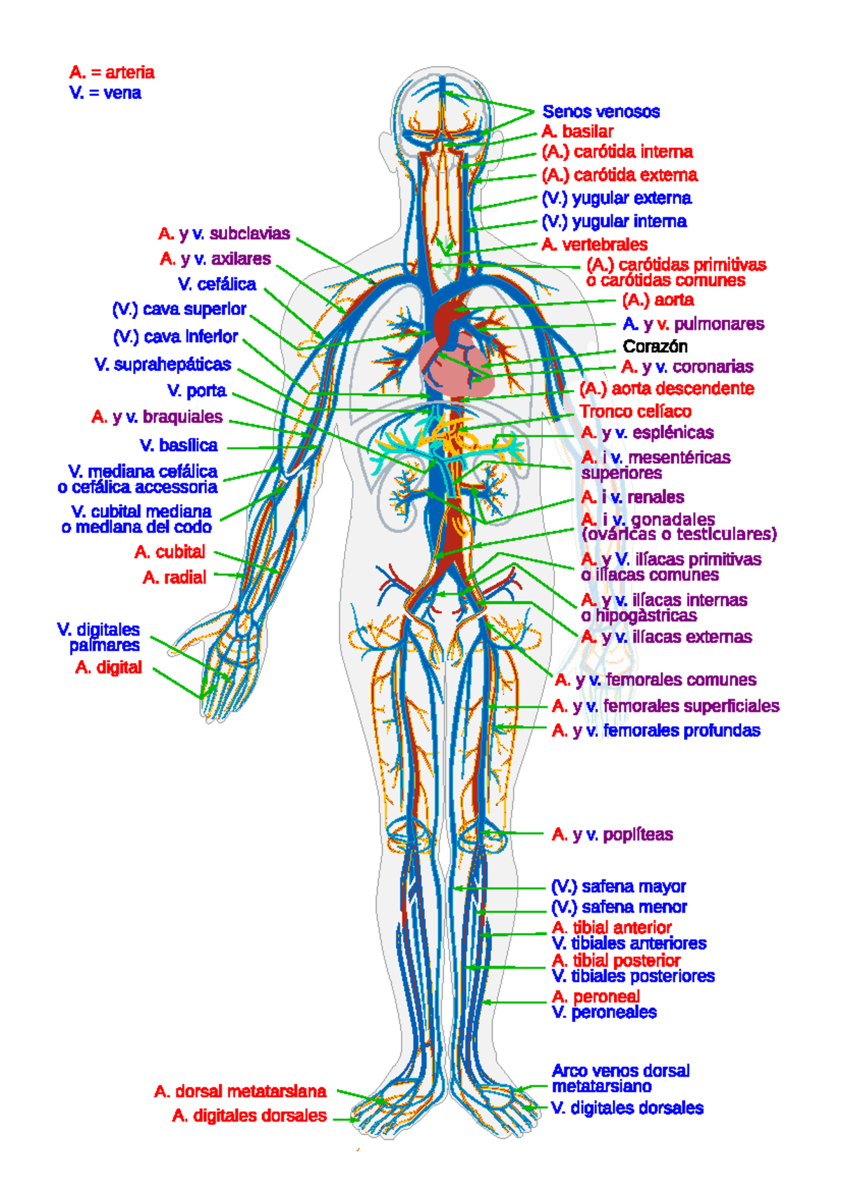 Circulatory System es Imagen - A. arteria V. vena Senos venosos A ...
