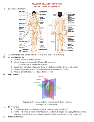 CH5 - Anatomy 210 CH 5. Osseous Tissue and Bone Structure 2/22/21 ...
