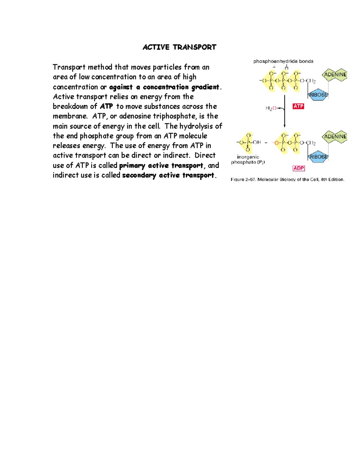 Active Transport 2 - ACTIVE TRANSPORT Transport method that moves ...