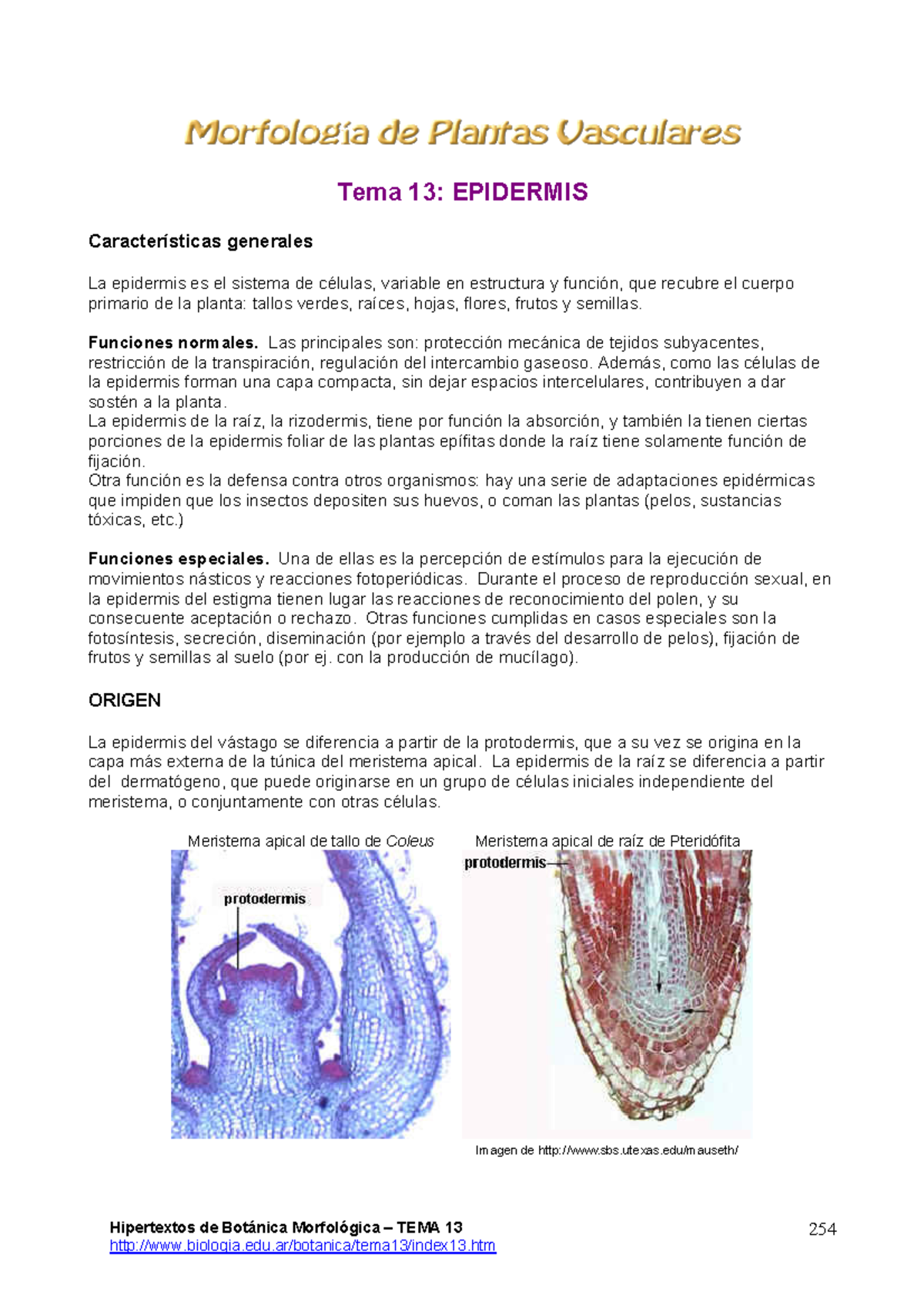 13. Plantas VASC - Resumen Mecánica de Suelos - Hipertextos de Botánica ...