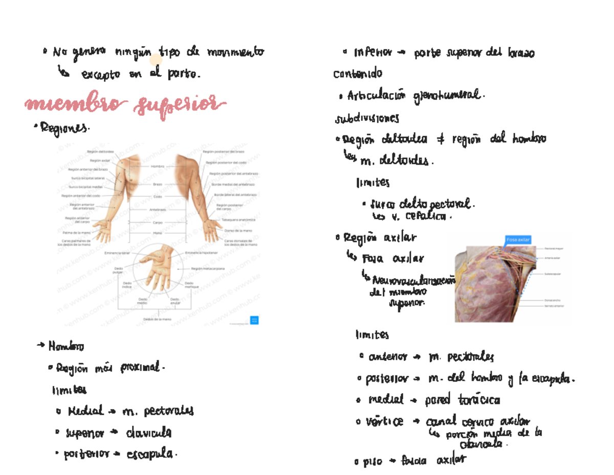Miembro Superior 2 - o No genera ningúntipo de movimiento o inferior es ...