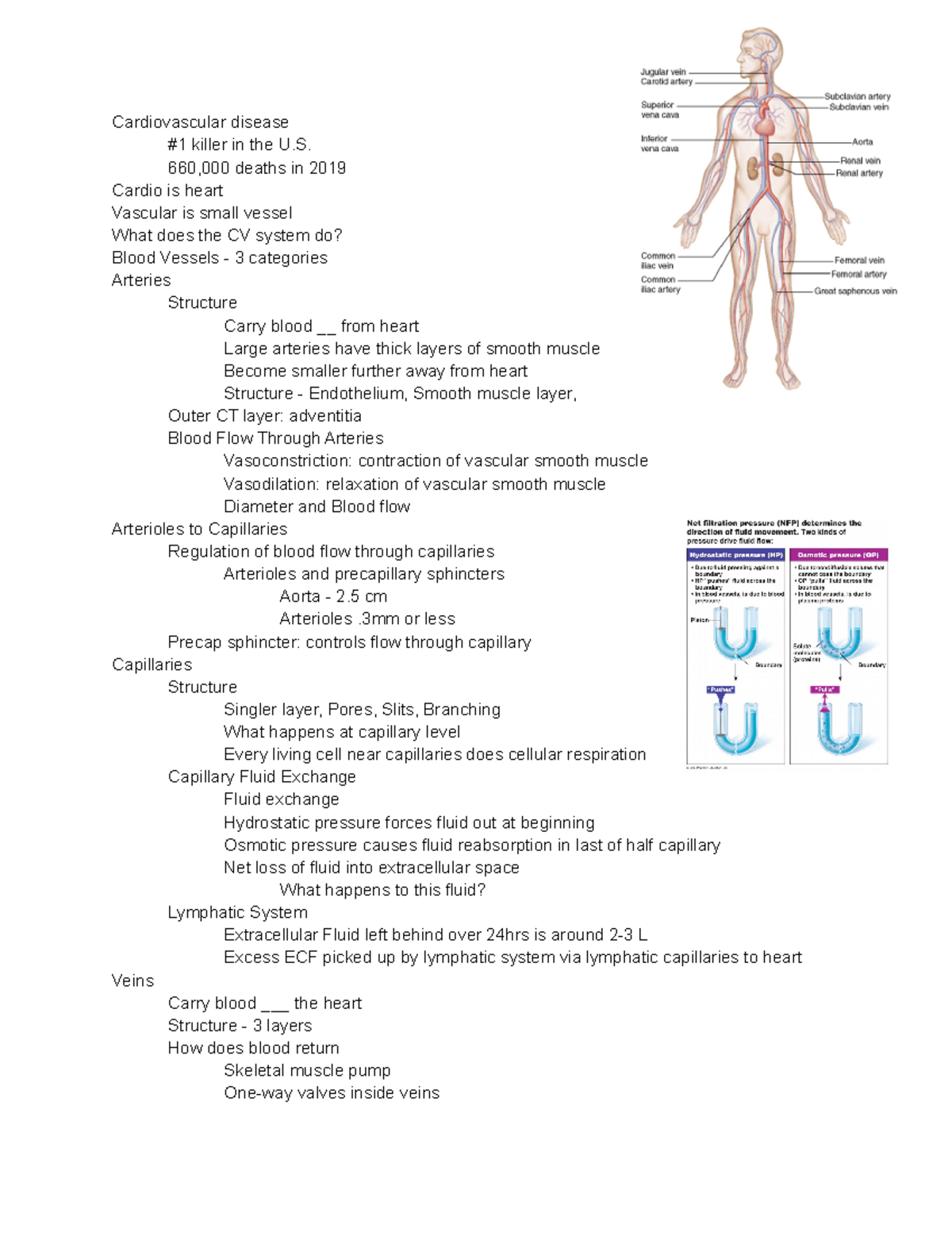 Chapter 8 Notes - Cardiovascular system, heart, blood, blood pressure ...