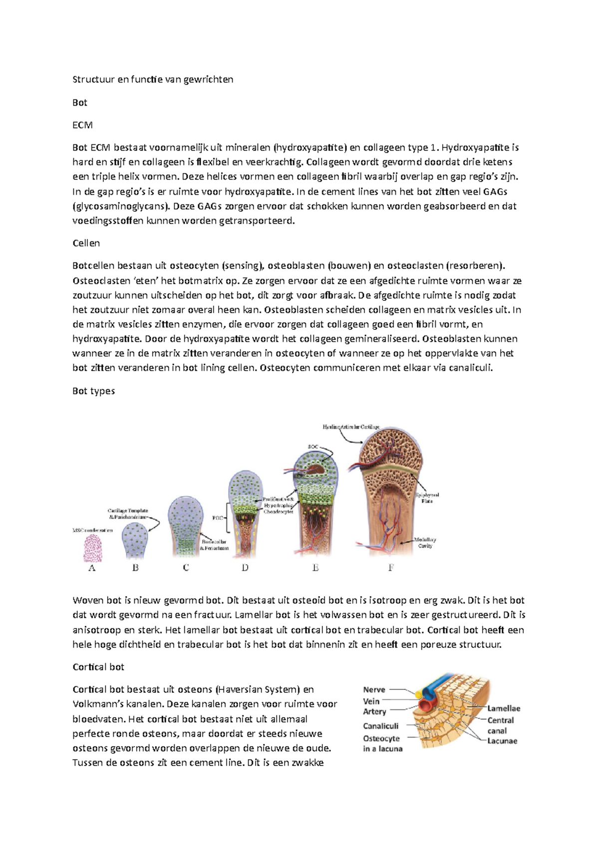 Samenvatting bot en kraakbeen - Structuur en functie van gewrichten Bot ...