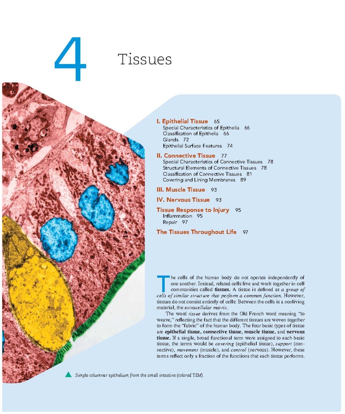 Chapter 4: Tissues - 4 Tissues I. Epithelial Tissue 65 Special ...