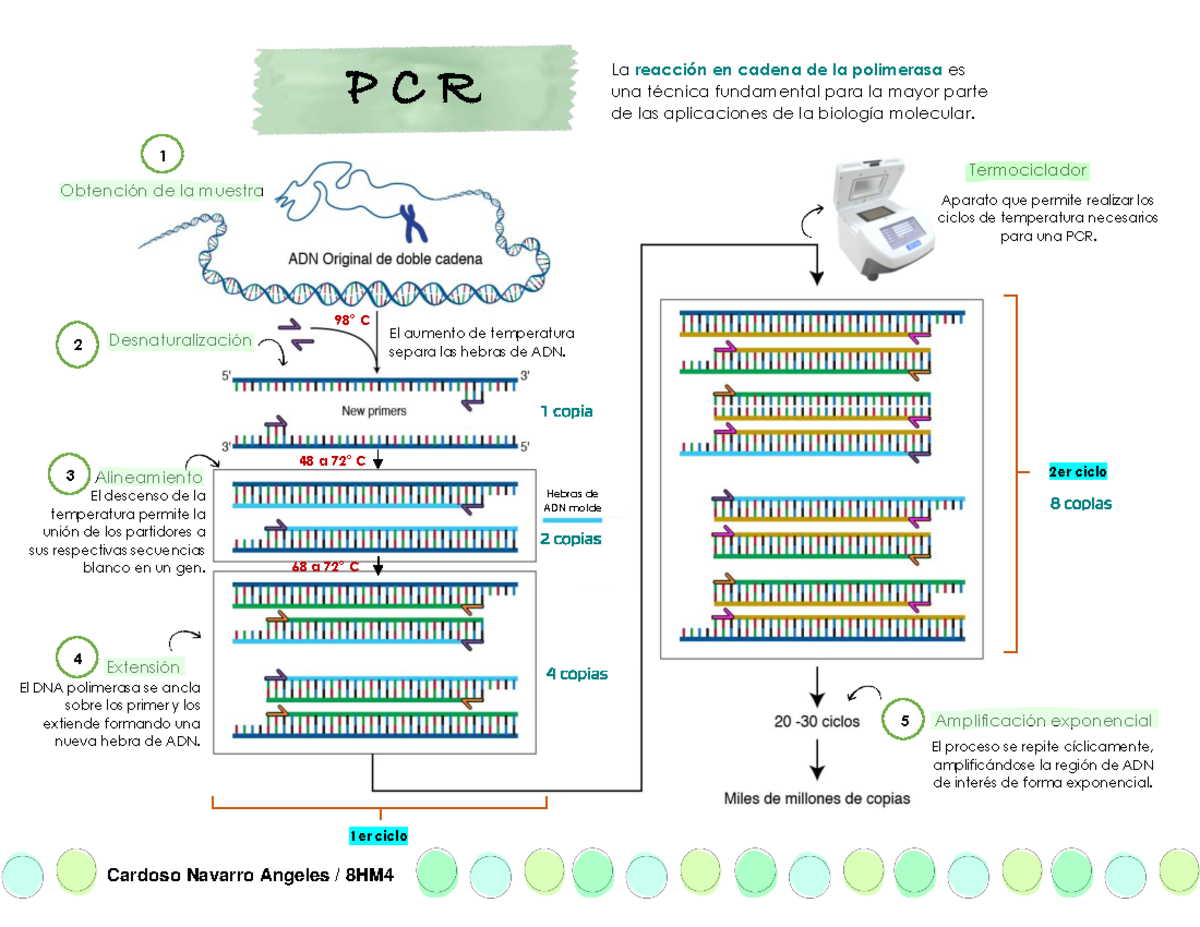 Esquema técnica de PCR - Cardoso Navarro Angeles - Cardoso Navarro ...