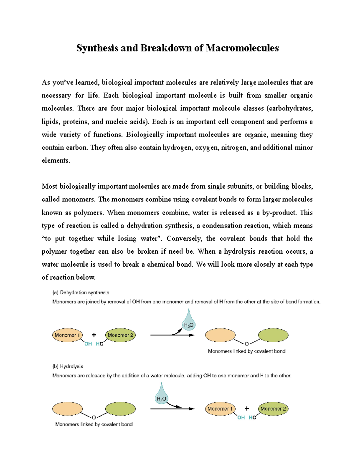 Biologically Important Molecules 2 - Synthesis and Breakdown of ...