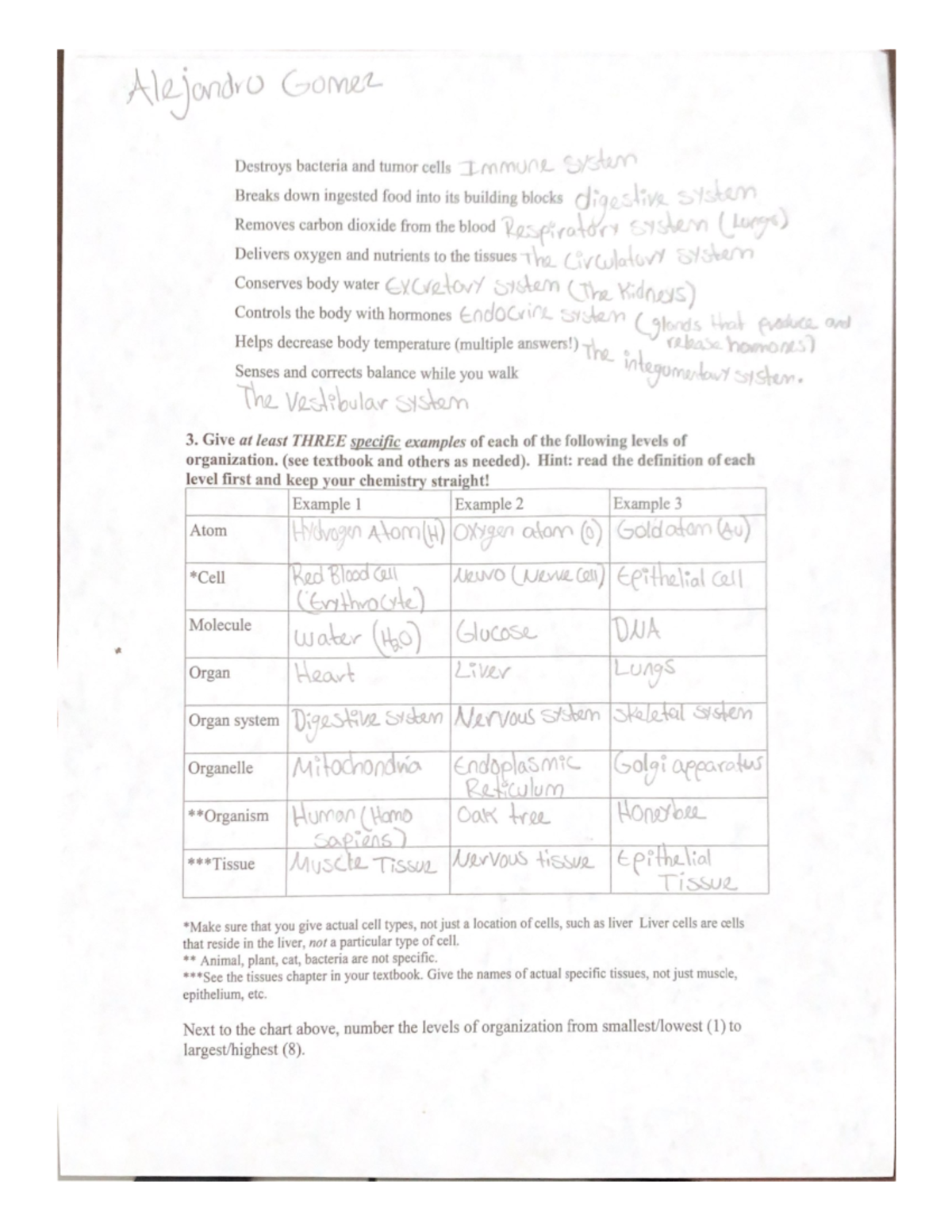 Breaks down ingested food into its building blocks digestive system ...