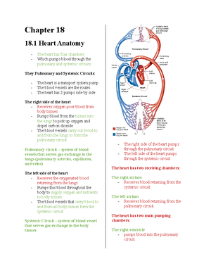 Chapter 19 The heart anatomy - Chapter 19 Part 1 Blood vessel structure ...