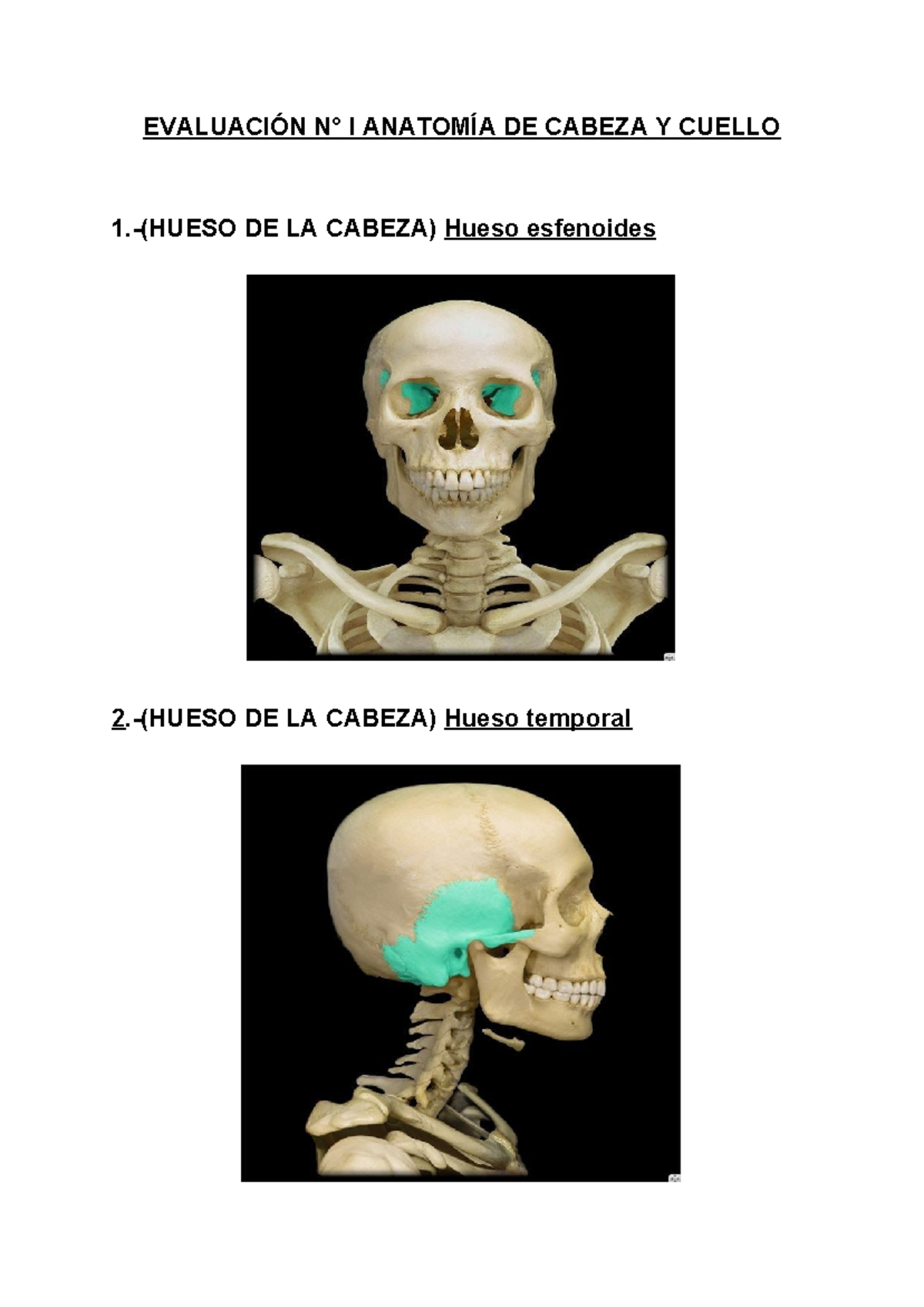 Anatomi Cabeza Y Cuello - EVALUACIÓN N° I ANATOMÍA DE CABEZA Y CUELLO 1.-(HUESO DE LA CABEZA ...