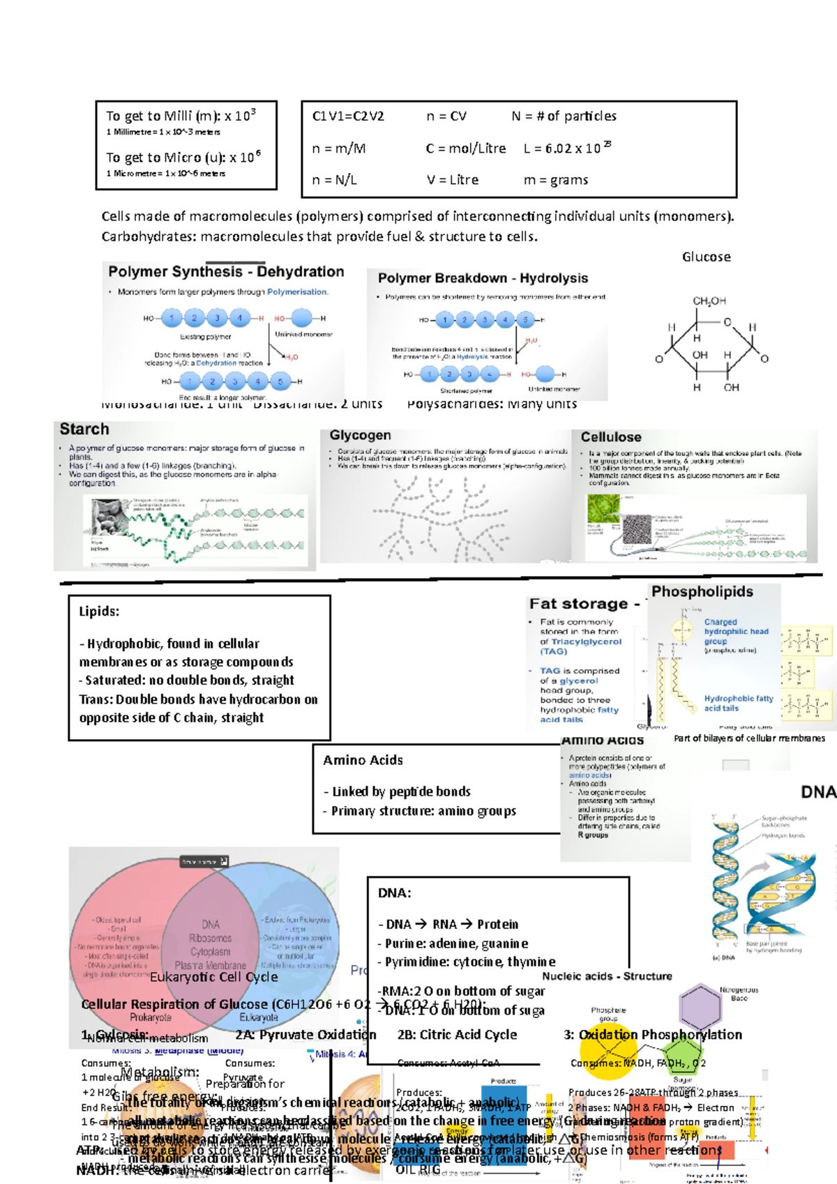 Exam Notes Mini Test - Cells made of macromolecules (polymers ...