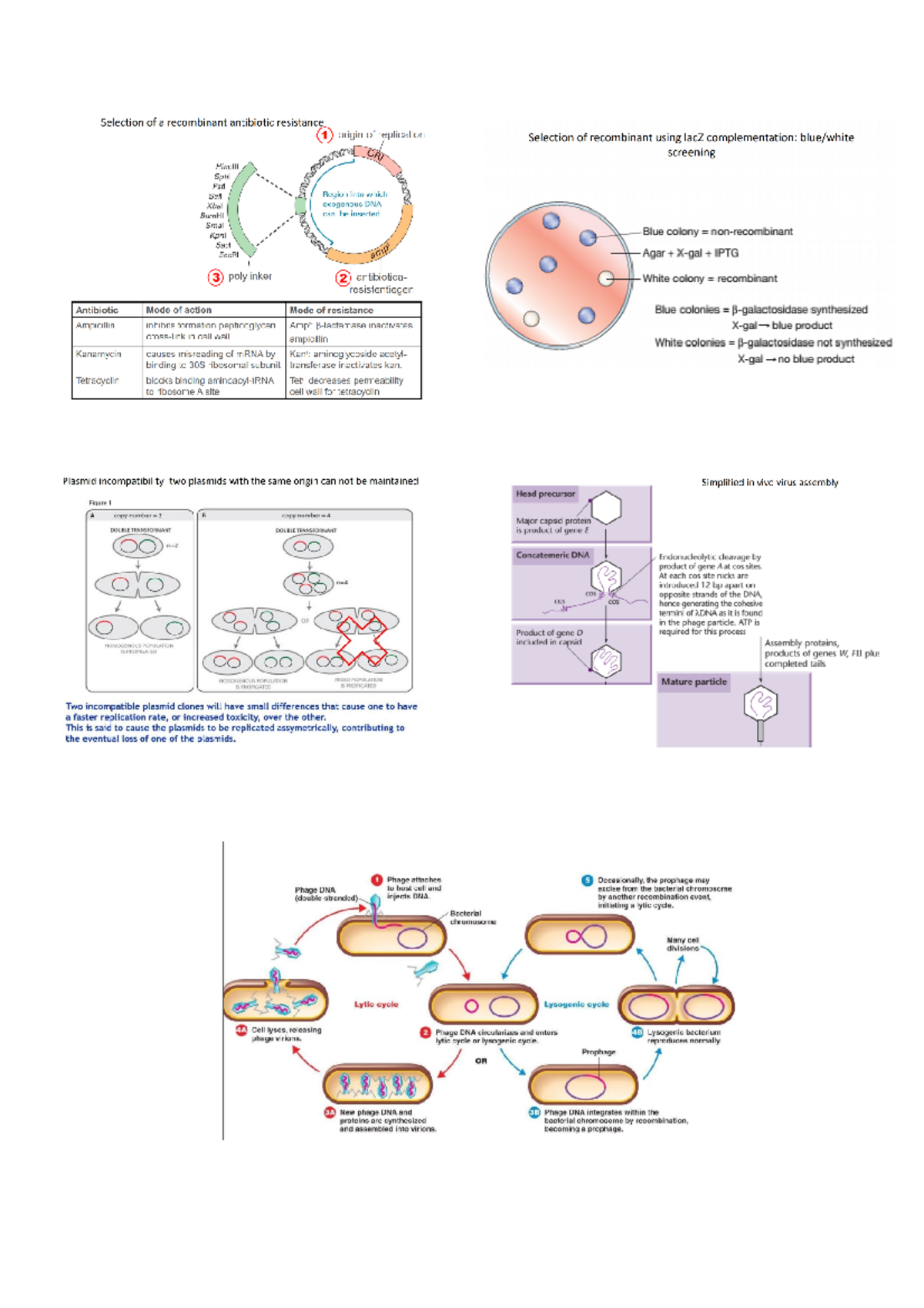 MBBT techniques cheatsheet - MBBT (molecular biology & biochemical ...