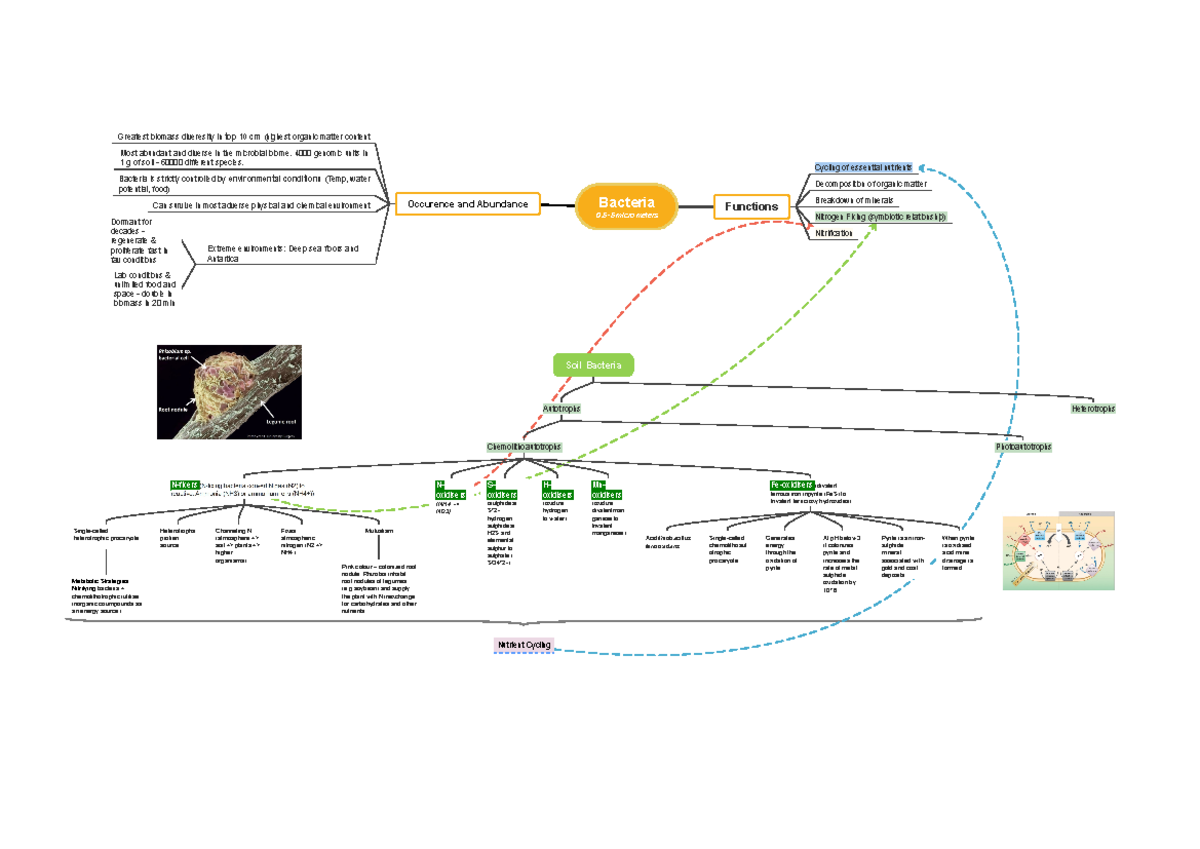Bacteria - Mind map Theme 4 Introductory soil science - Bacteria 0 -5 micro meters Occurence and ...