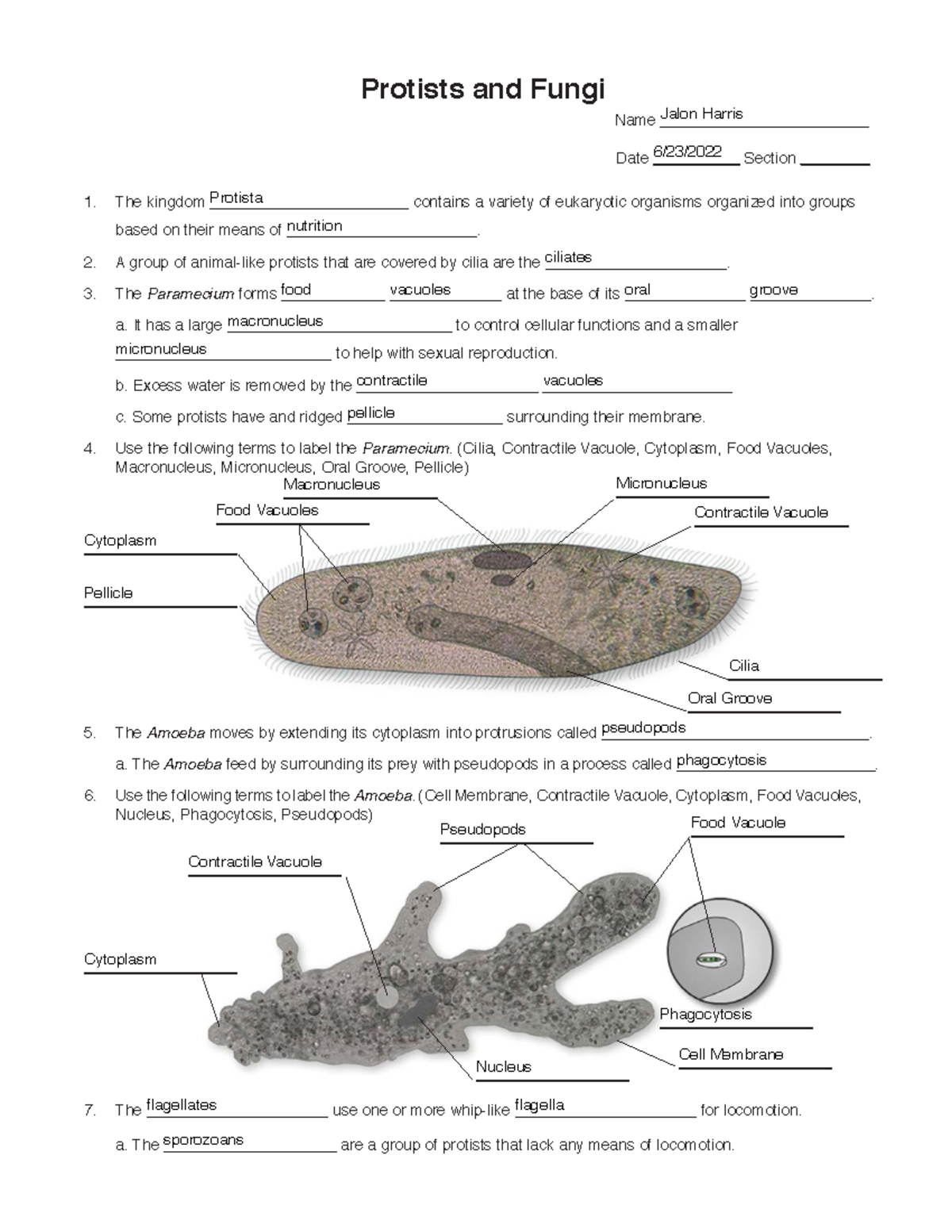 Biology 2 - Protists and Fungi Worksheet - Protists and Fungi Name