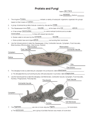 Biology 2 - Bacteria & Viruses Worksheet - Bacteria and Viruses Name